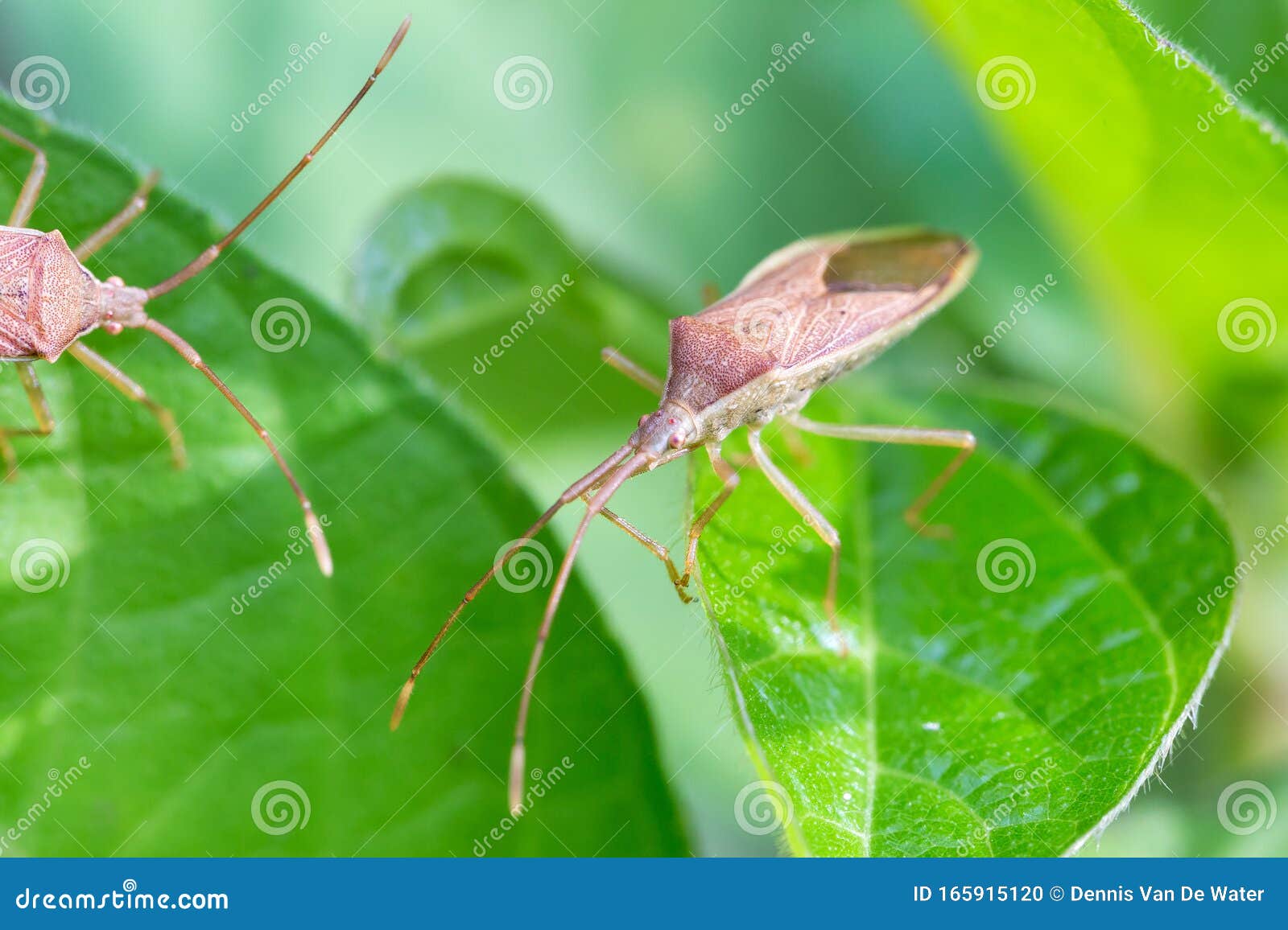 Shieldbug Sumatra stock photo. Image of background, lawang - 165915120