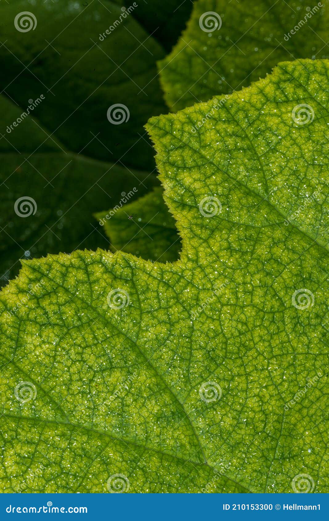 Shieldleaf Rodgersia Leaves Stock Photo - Image of funnelshaped ...