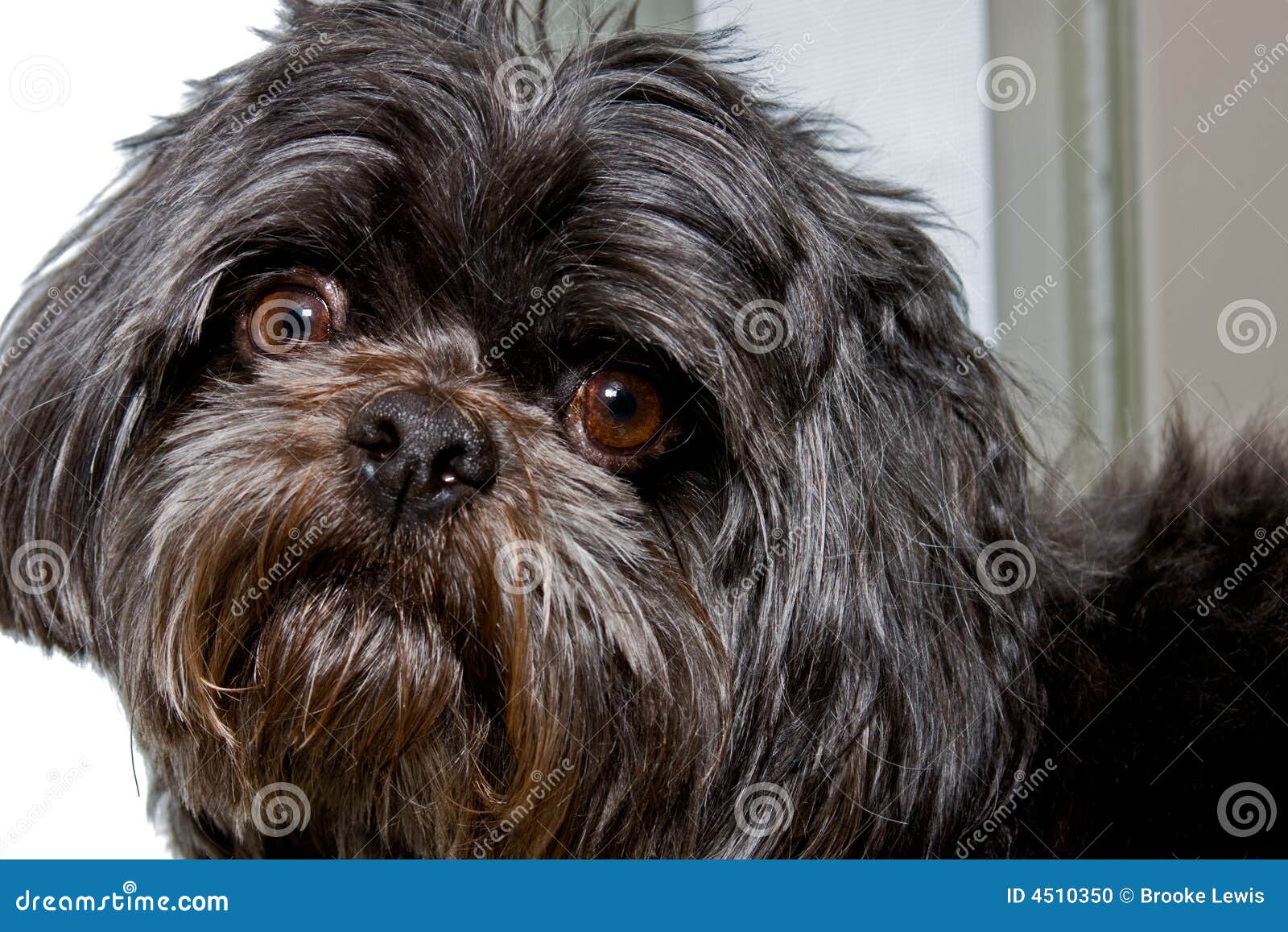 Shih Negro Tzu Foto de archivo - Imagen: 4510350