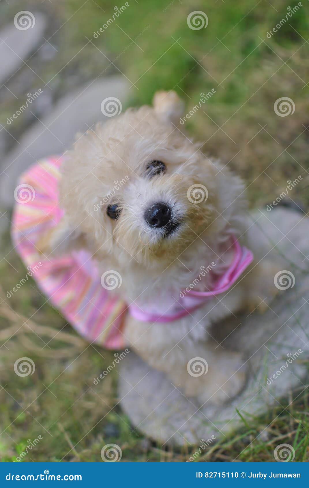 Shih Poo Puppy foto de archivo. Imagen de juguete, cruz - 82715110