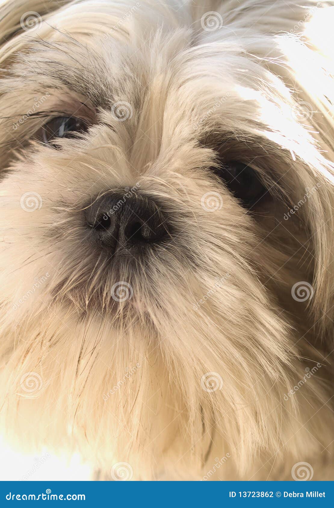 Shih-tsu lapso portrait stock photo. Image of portrait - 13723862