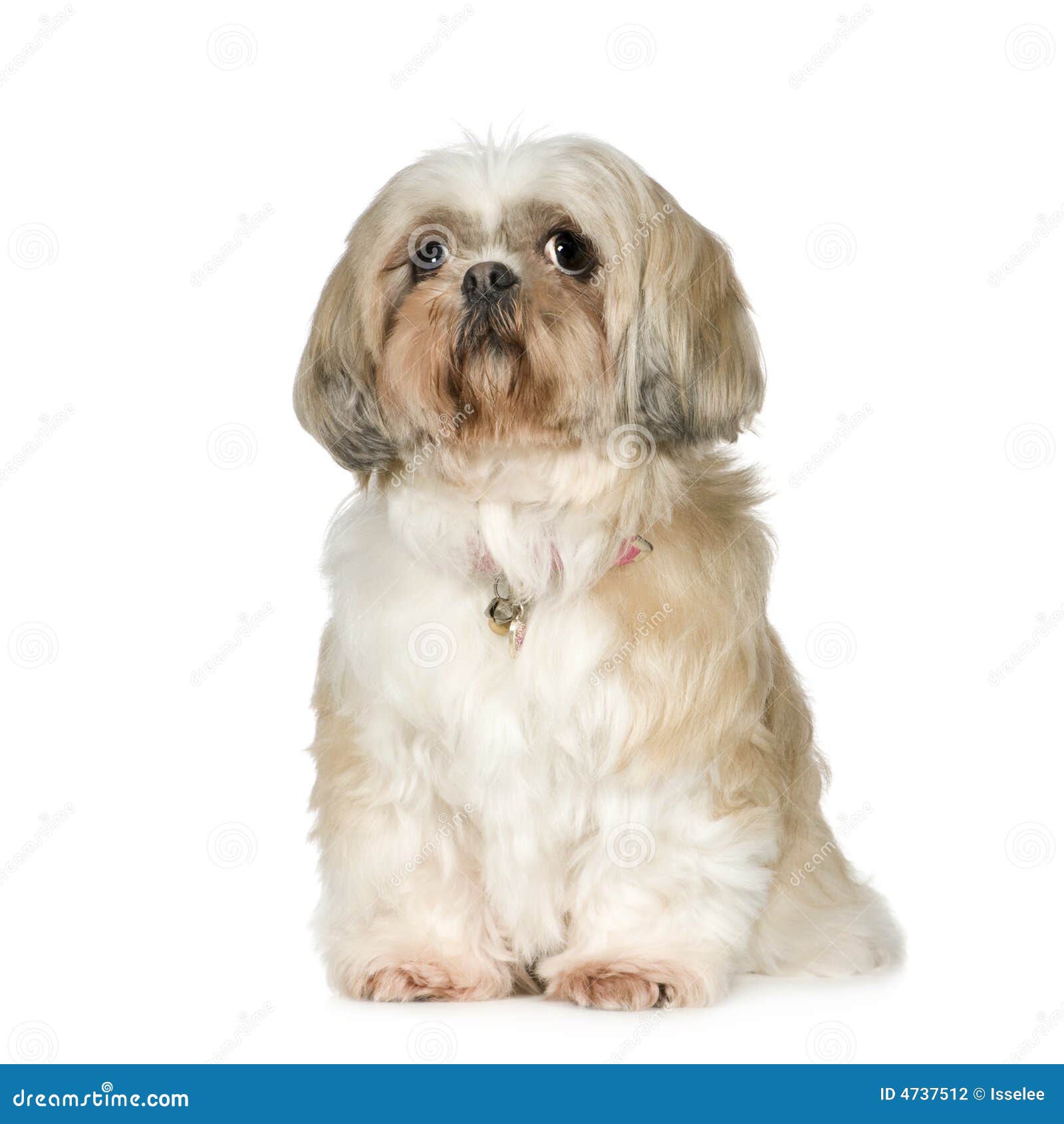 Shih Tzu (11 años) foto de archivo. Imagen de melenudo - 4737512