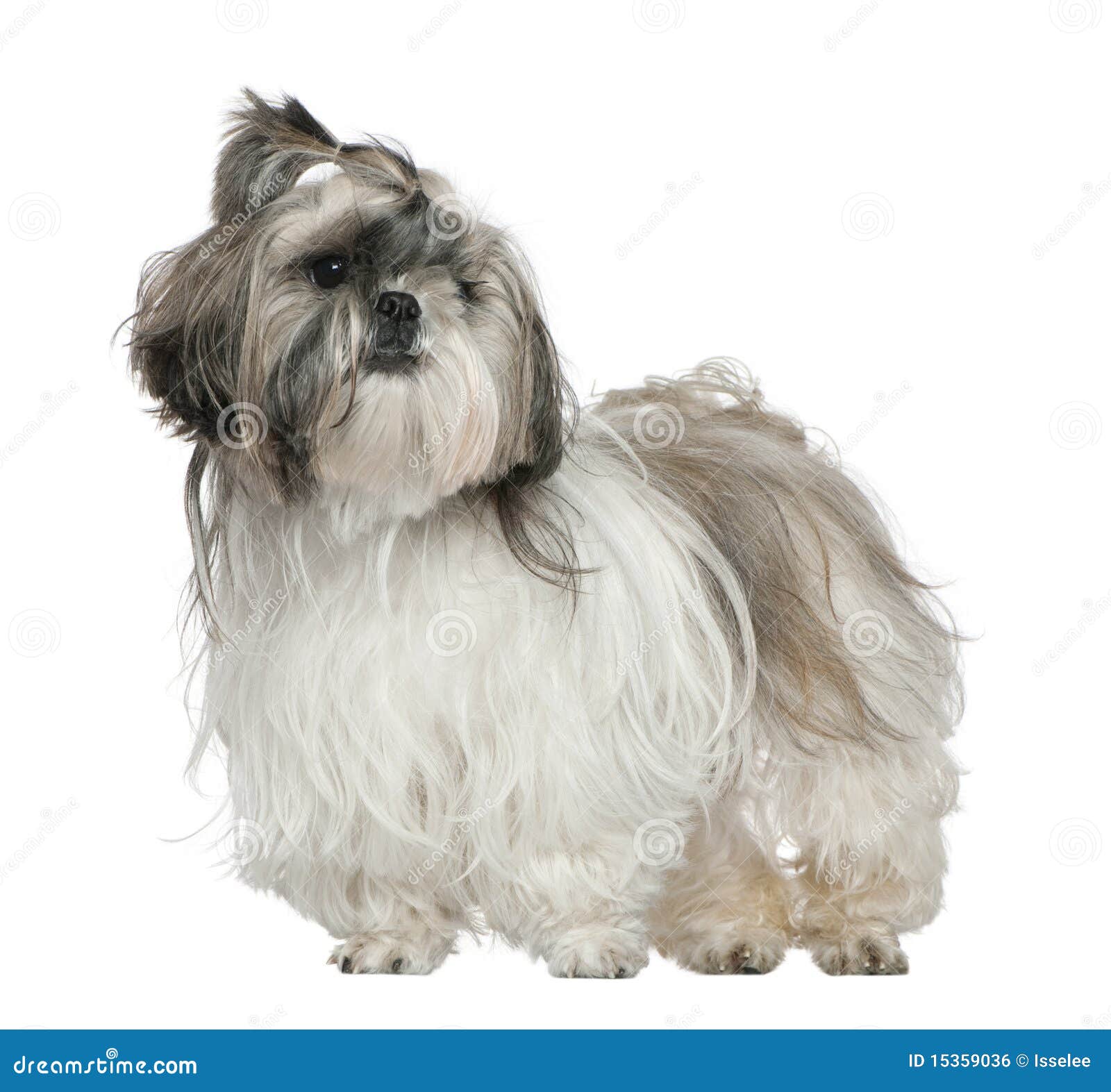 Shih Tzu Standing By Tree Stock Photography | CartoonDealer.com #45931844