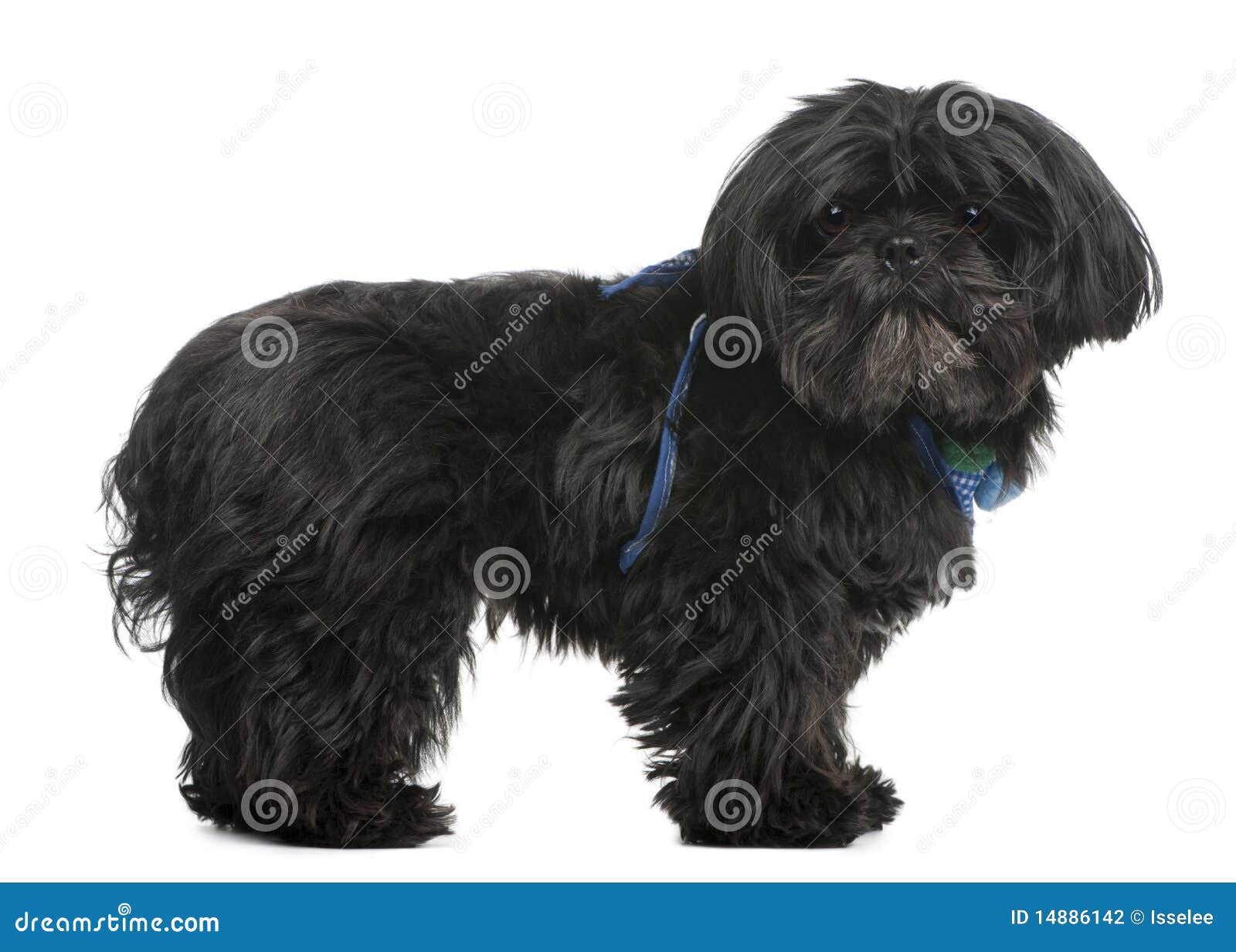 Shih Tzu Standing By Tree Stock Photography | CartoonDealer.com #45931844