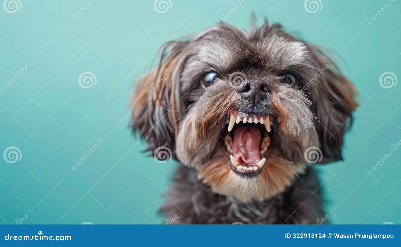 Shih Tzu, Angry Dog Baring Its Teeth, Studio Lighting Pastel Background ...