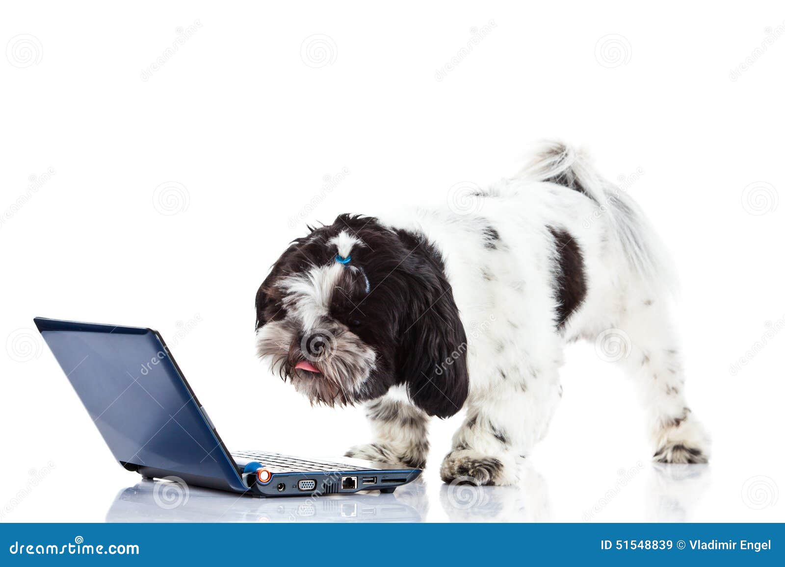 Shih Tzu Computer Isolated White Background Dog Internet Dog Photos ...