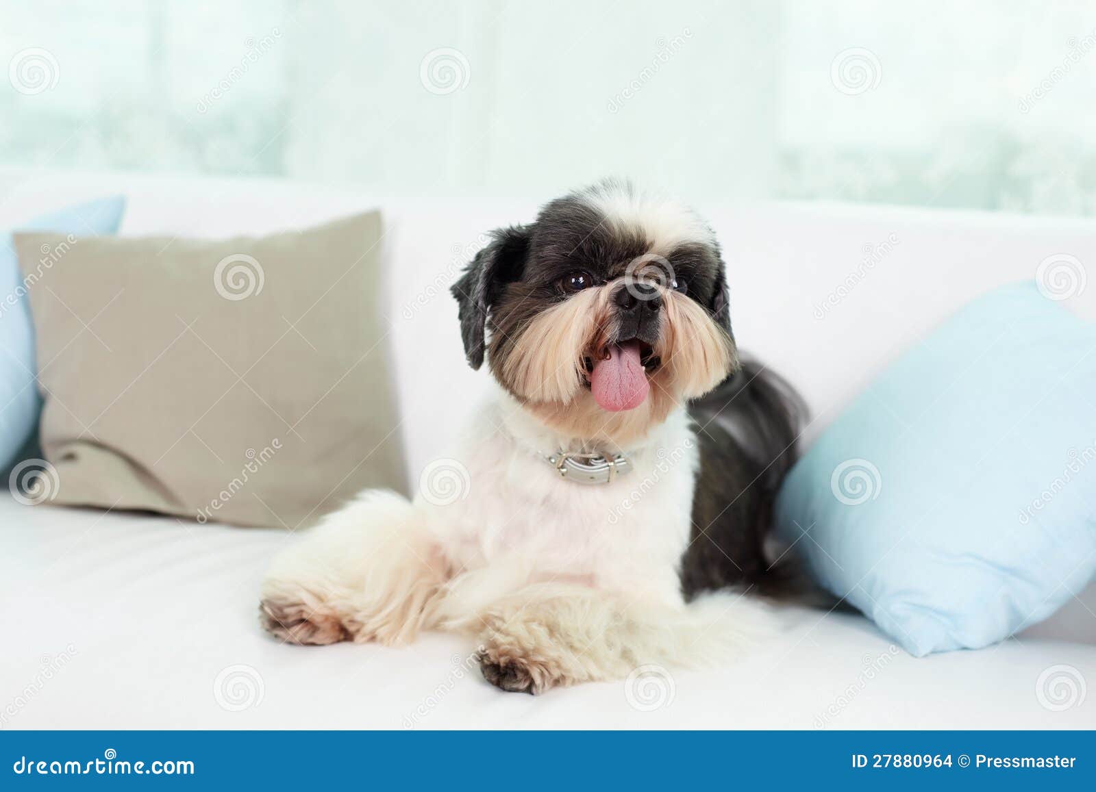 Shih-tzu dog stock photo. Image of pillow, lying, indoor - 27880964