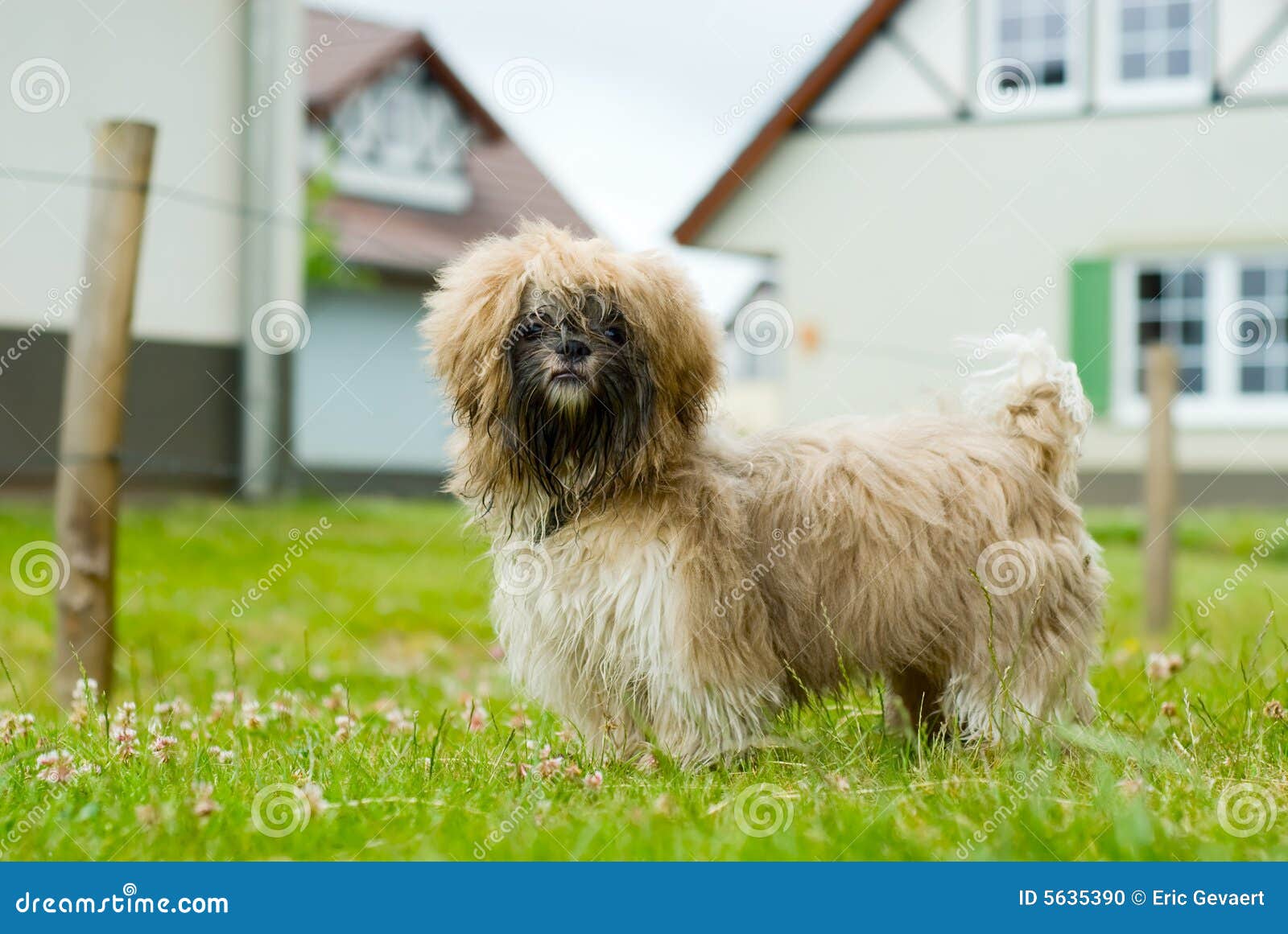 Shih tzu dog stock photo. Image of canine, adorable, pedigreed - 5635390