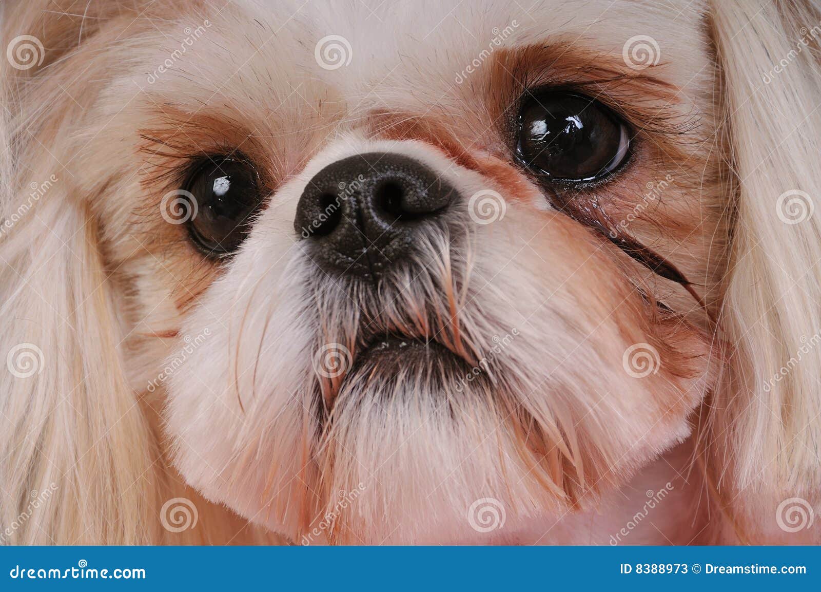 Shih Tzu Dog stock image. Image of fluffy, canine, nose - 8388973