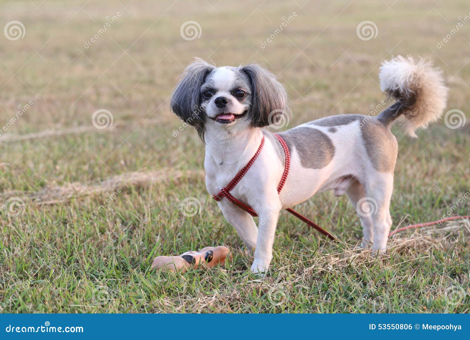 Shih Tzu dog. stock photo. Image of animal, tippers, cuteness - 53550806