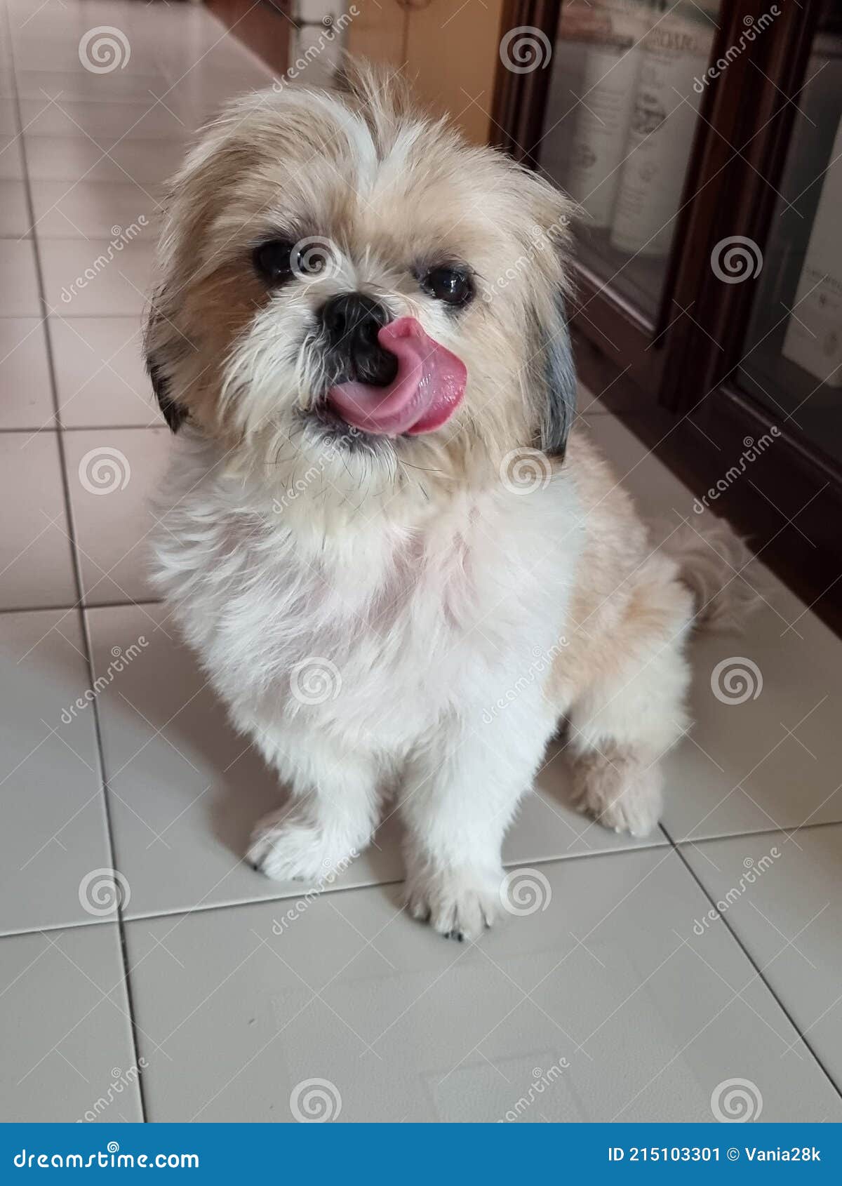 Shih Tzu Dog with Gold and White Fur Stock Image - Image of shih, white ... Shih Tzu Dog with Gold and White Fur Stock Image - Image of shih, white ...