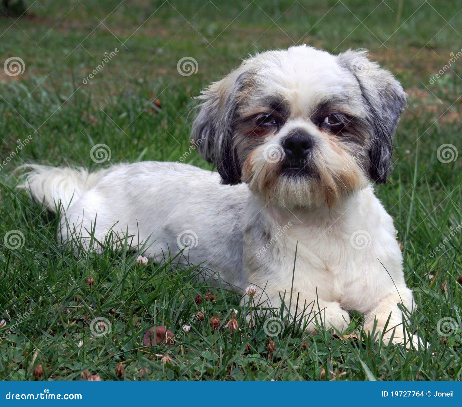 Shih Tzu dog in grass stock photo. Image of outdoor, rest - 19727764