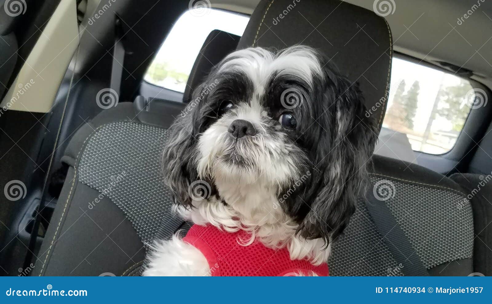 Shih tzu dog inside car stock photo. Image of animals - 114740934