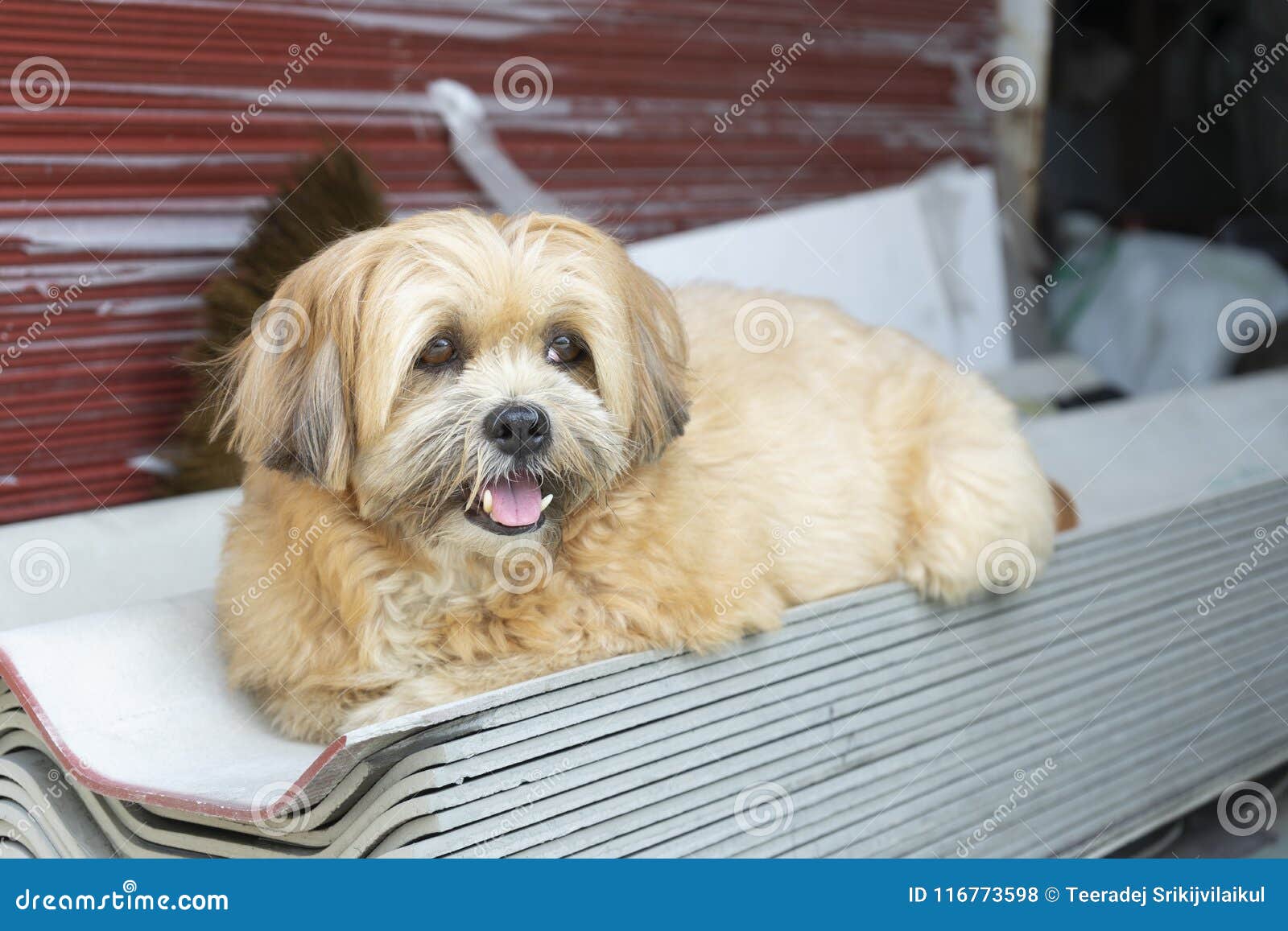 A Shih-tzu Dog Lying in Front of the Home Stock Photo - Image of front ...