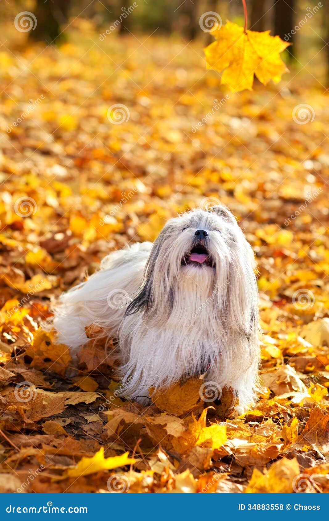 Shih tzu dog stock photo. Image of canine, shih, leaf - 34883558