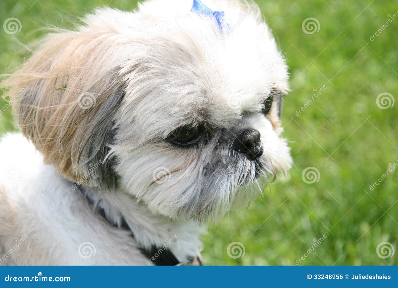 Shih Tzu dog portrait stock photo. Image of shih, purebred - 33248956