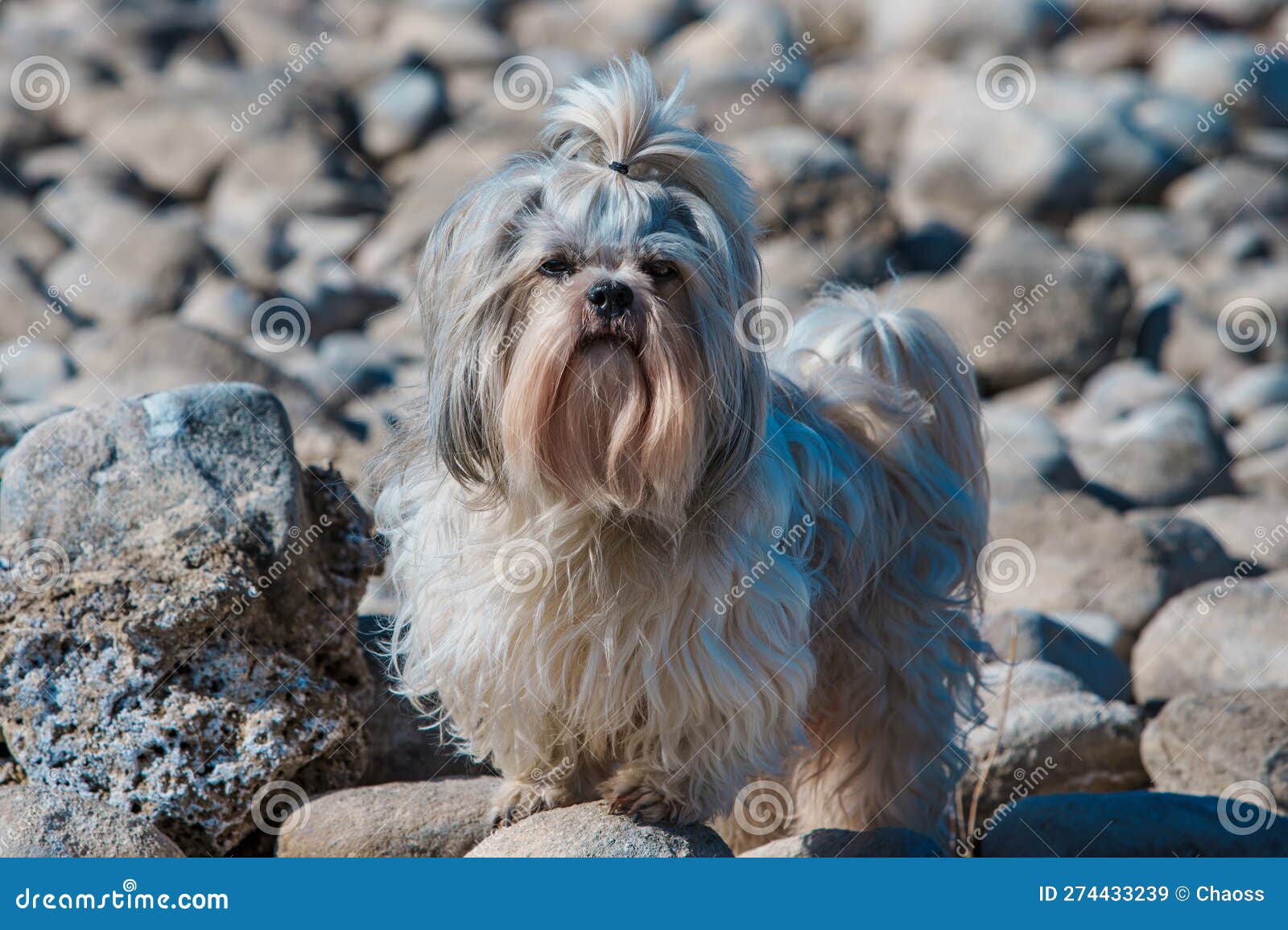 Shih tzu dog on stones stock image. Image of traveler - 274433239