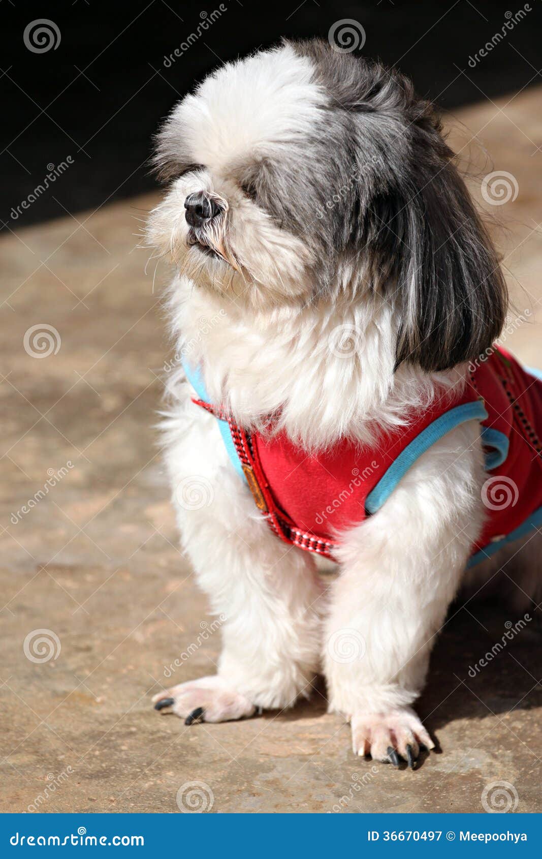 Shih tzu Dogs are sit. stock image. Image of puppy, summer - 36670497
