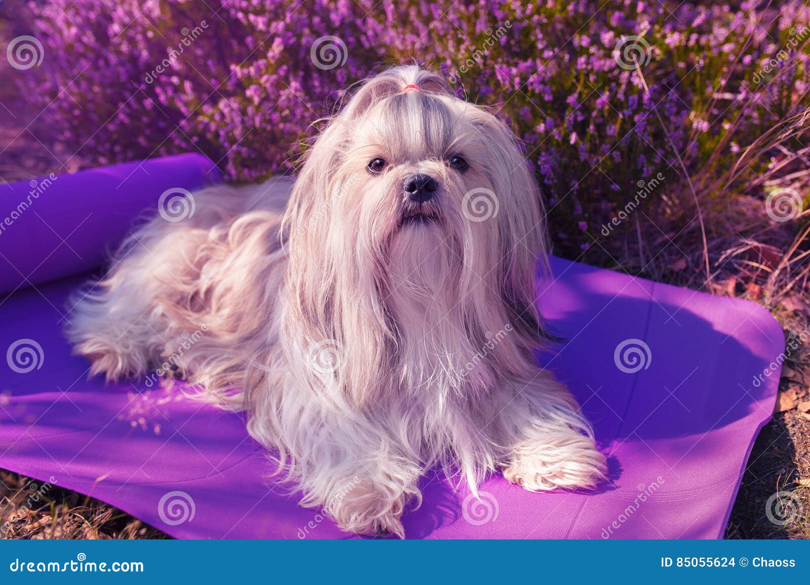 Shih Tzu Hund stockfoto. Bild von pelz, weich, nett, porträt - 85055624