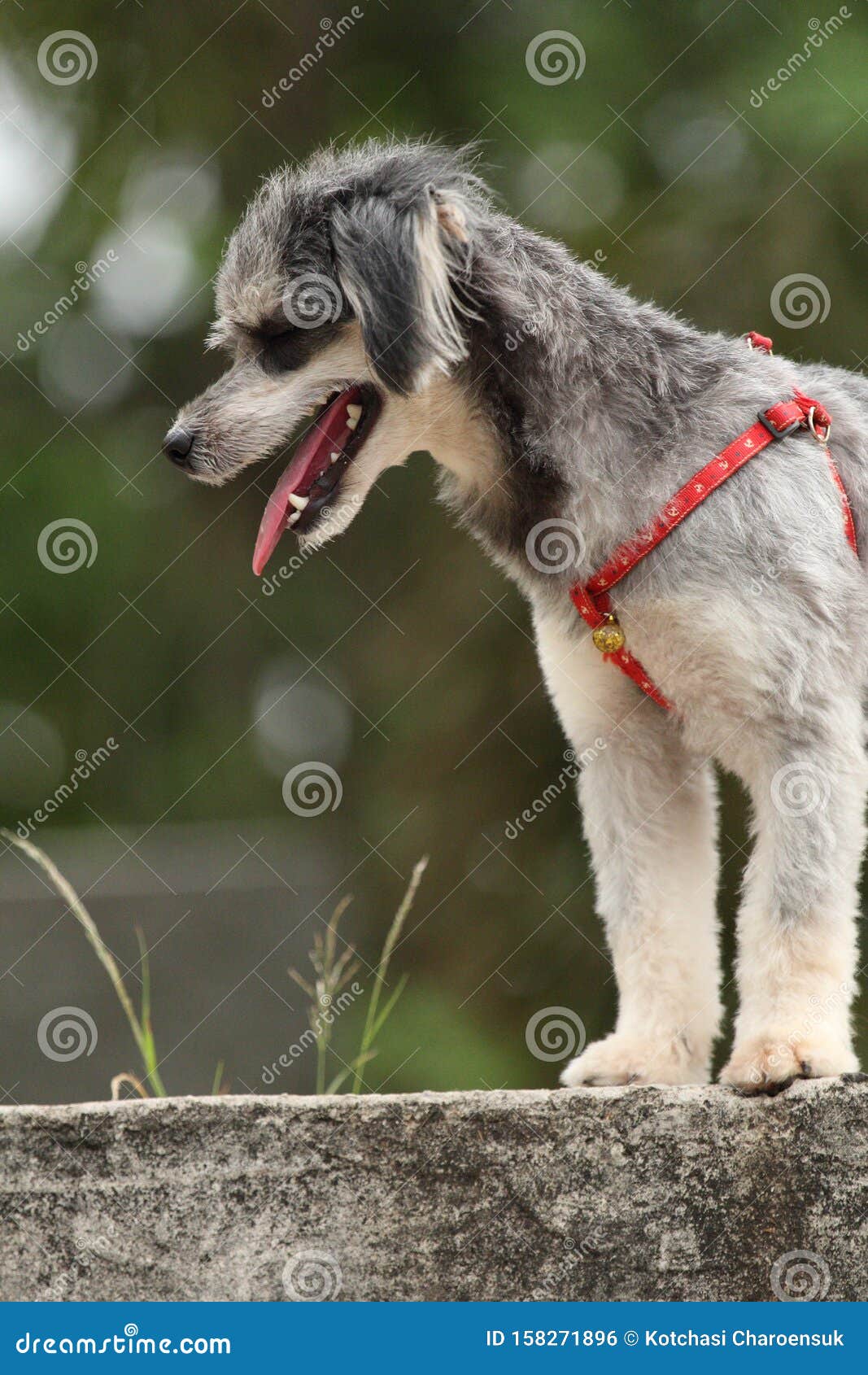 Shih Tzu Poodle stock photo. Image of mammal, background - 158271896