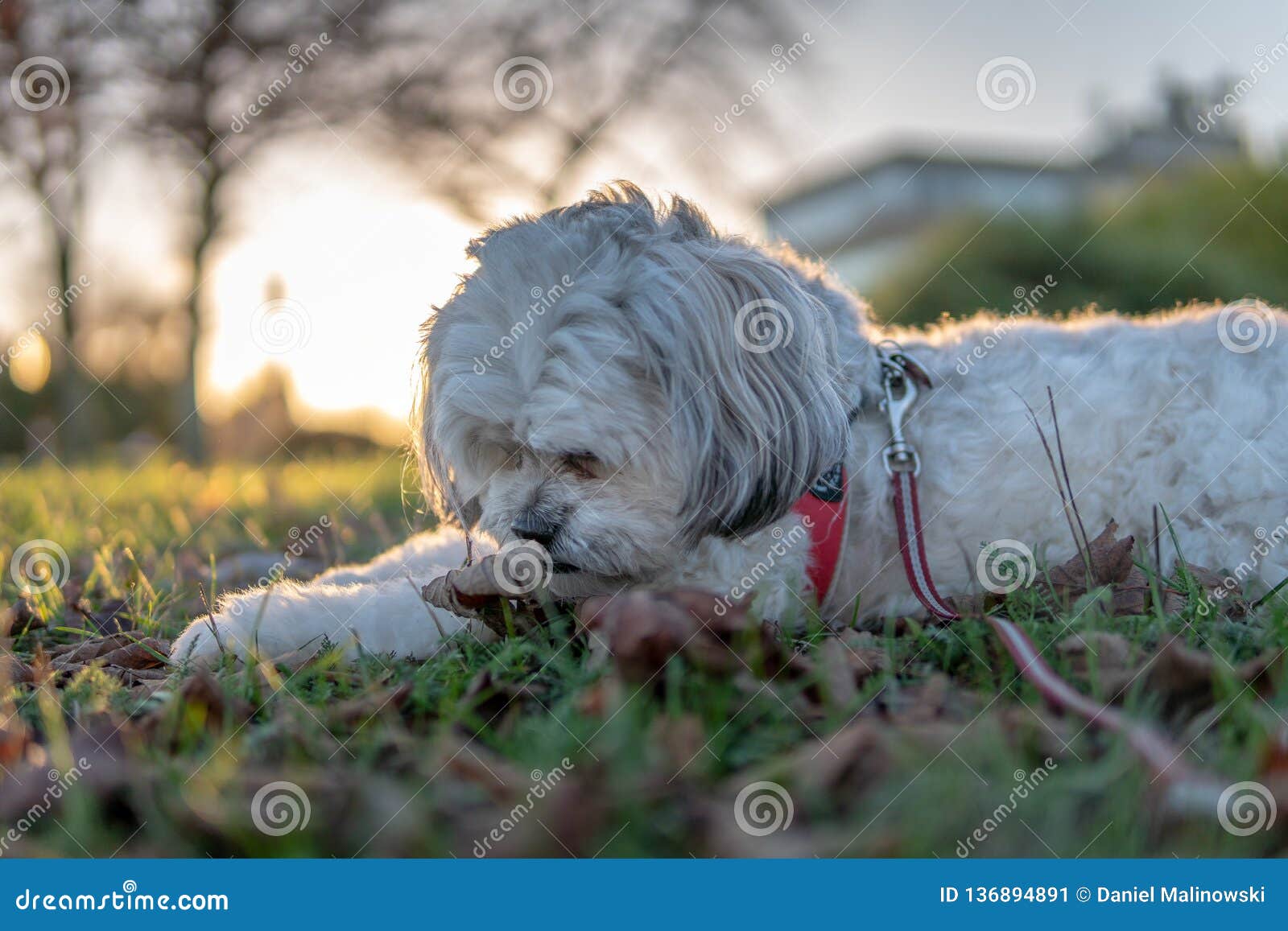 Shih Tzu stock image. Image of pets, puppy, running - 136894891