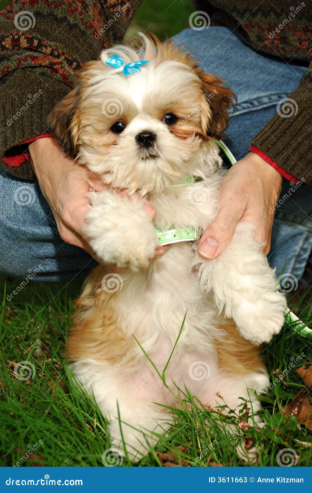 Shih Tzu Puppy stock image. Image of puppy, ears, animal - 3611663