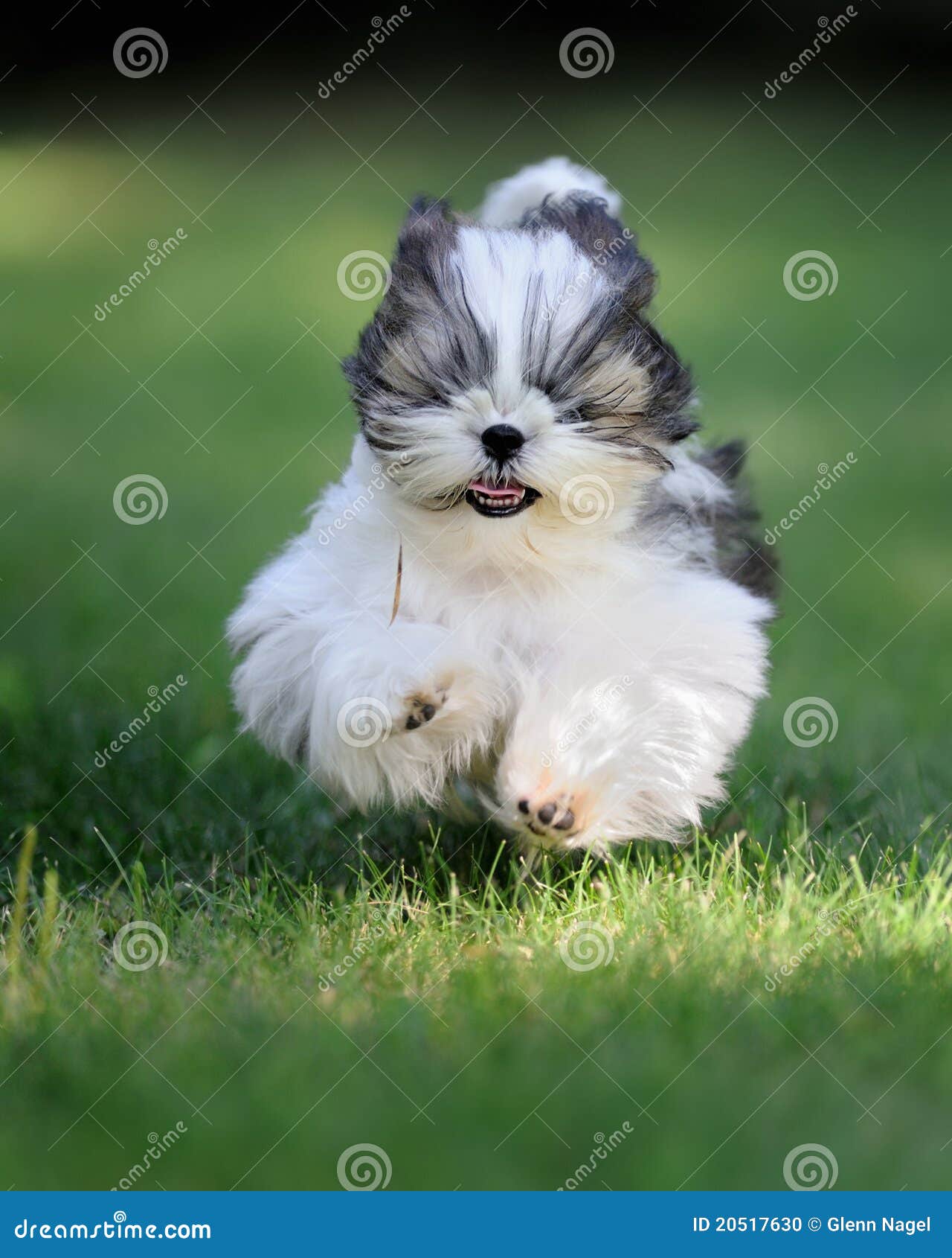 Shih Tzu Puppy Running in Grass Stock Photo - Image of pedigree ...