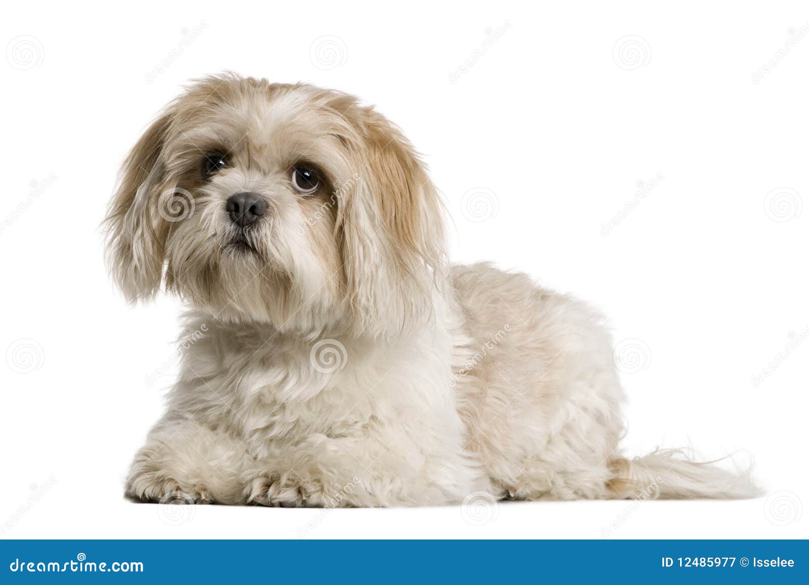 Shih Tzu Se Couchant Et Recherchant Image stock - Image du horizontal ...