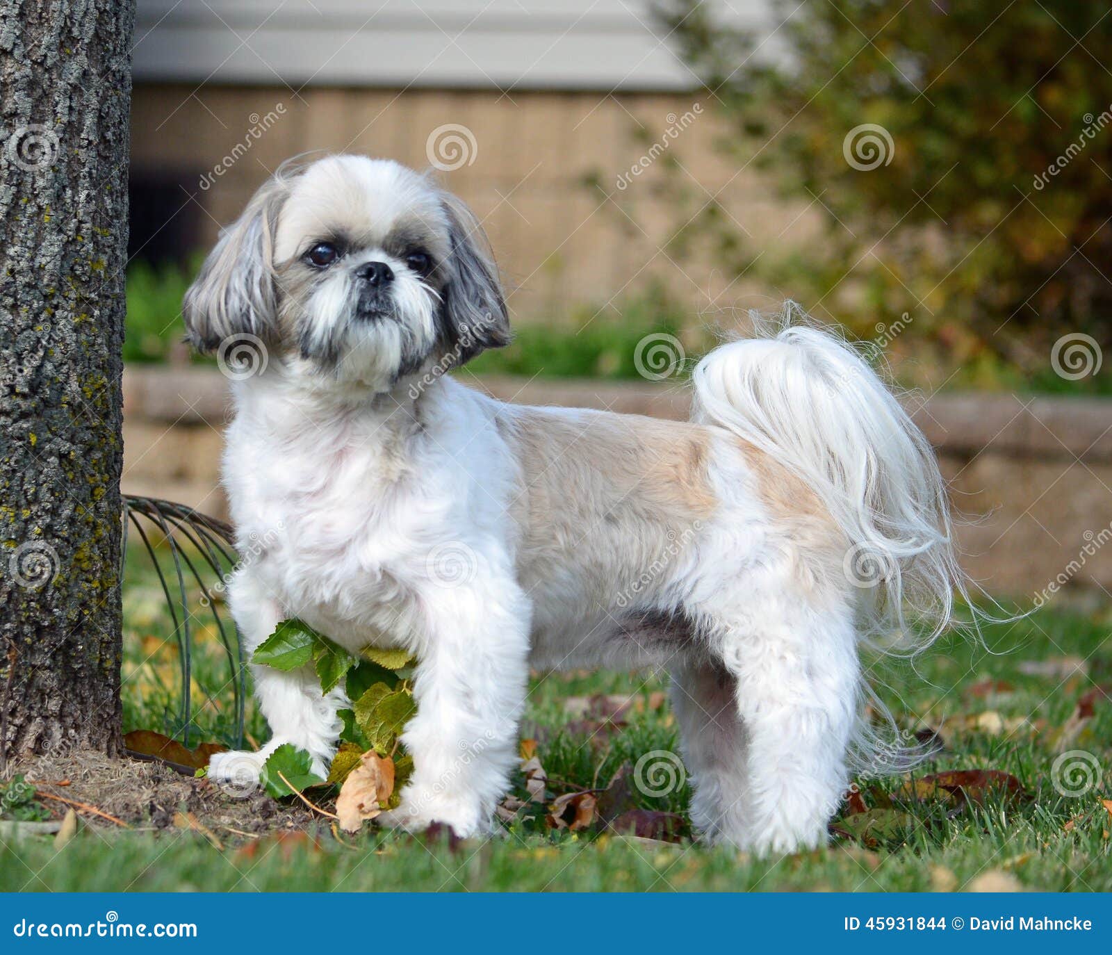 Shih Tzu Standing By Tree Stock Photography | CartoonDealer.com #45931844