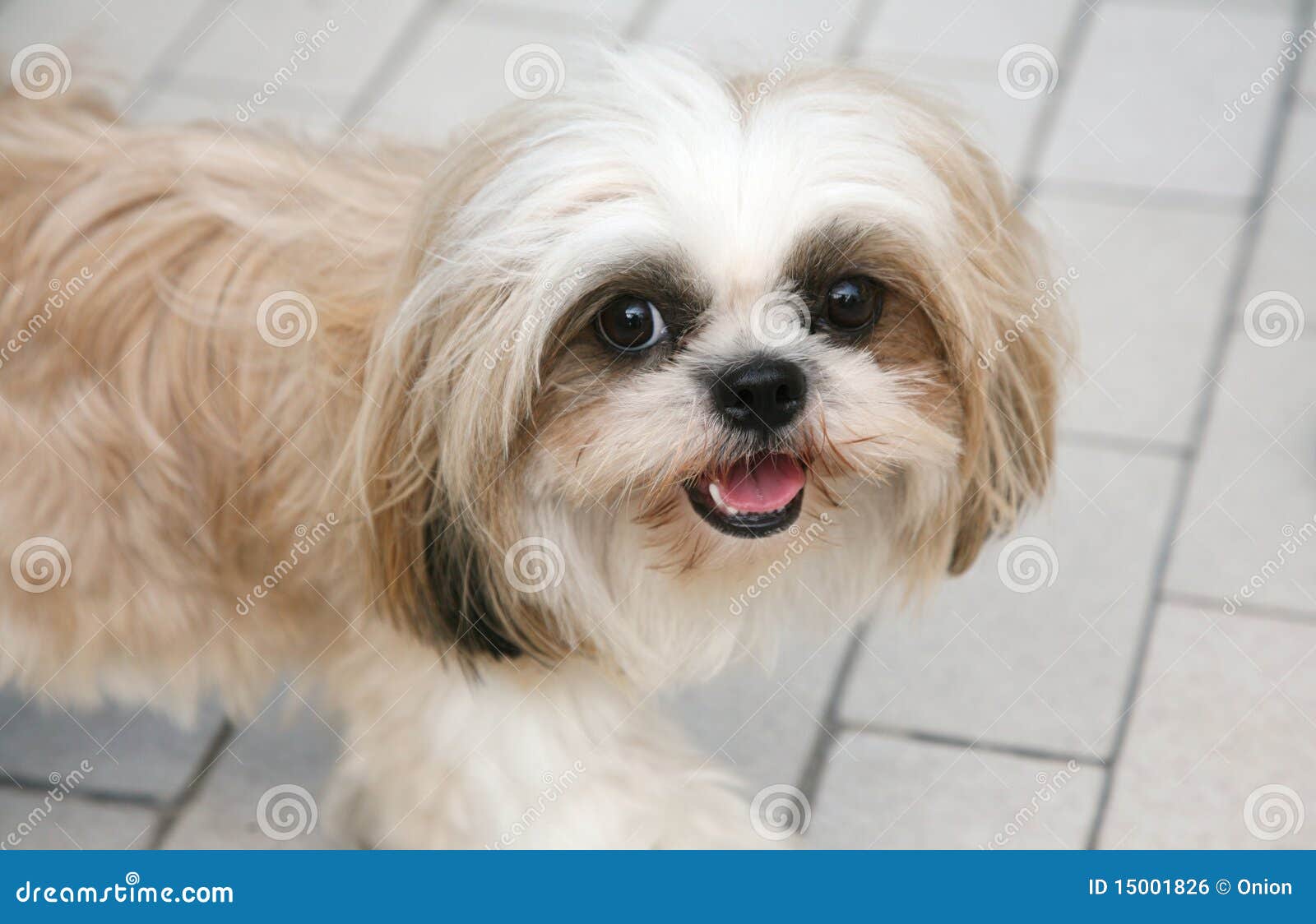 Shih-tzu sveglio fotografia stock. Immagine di carino - 15001826