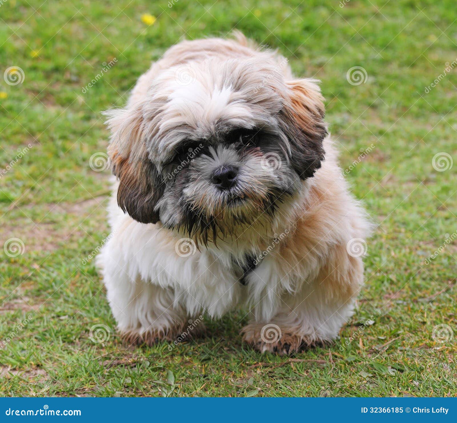 Shih Tzu sveglio immagine stock. Immagine di razza, carino - 32366185