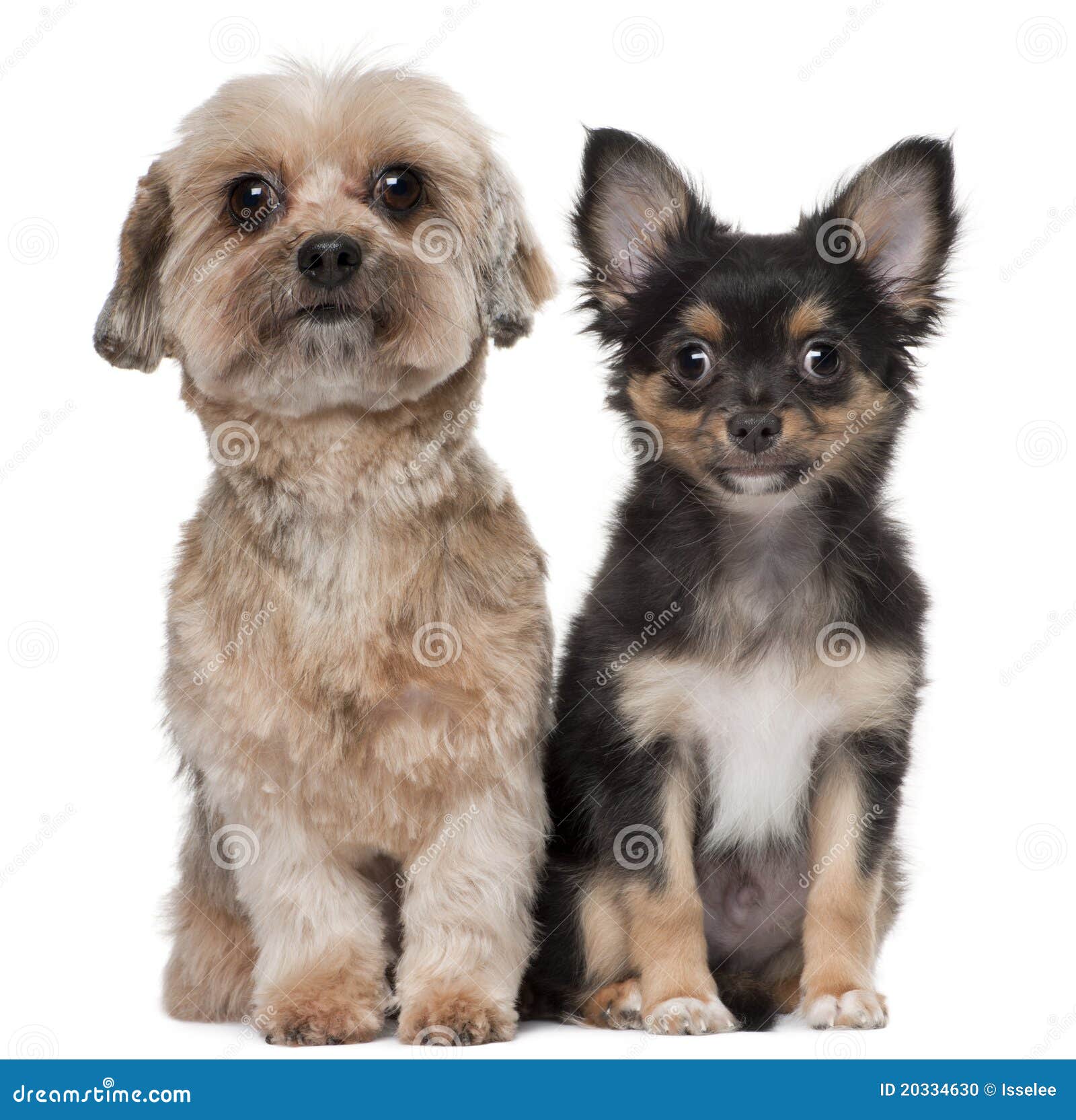 Mezcla De Chihuahua Y Shih Tzu En Blanco Y Negro Bulldog Francés Y