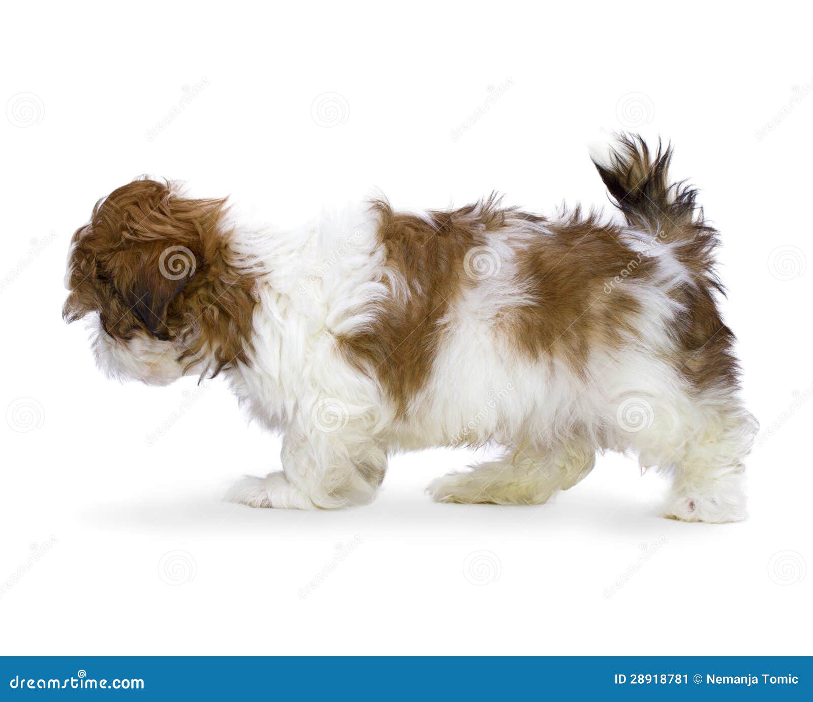 ShihTzu小狗 库存图片. 图片 包括有 婴孩, 爱好健美者, 步骤, 充分, 微小, 国内, 一个 - 28918781