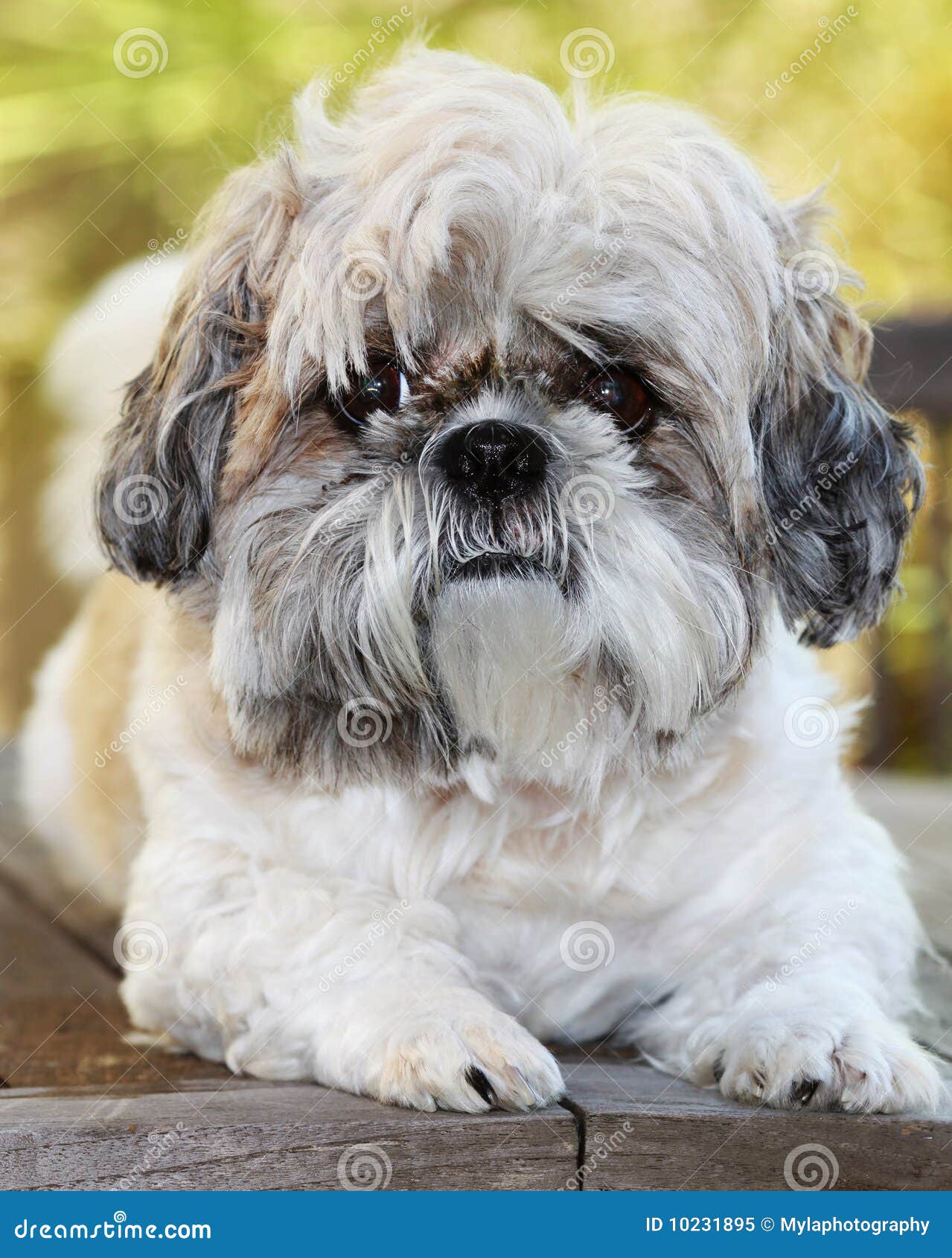 Shihtzu dog stock image. Image of shihtzu, cute, shihtsu - 10231895