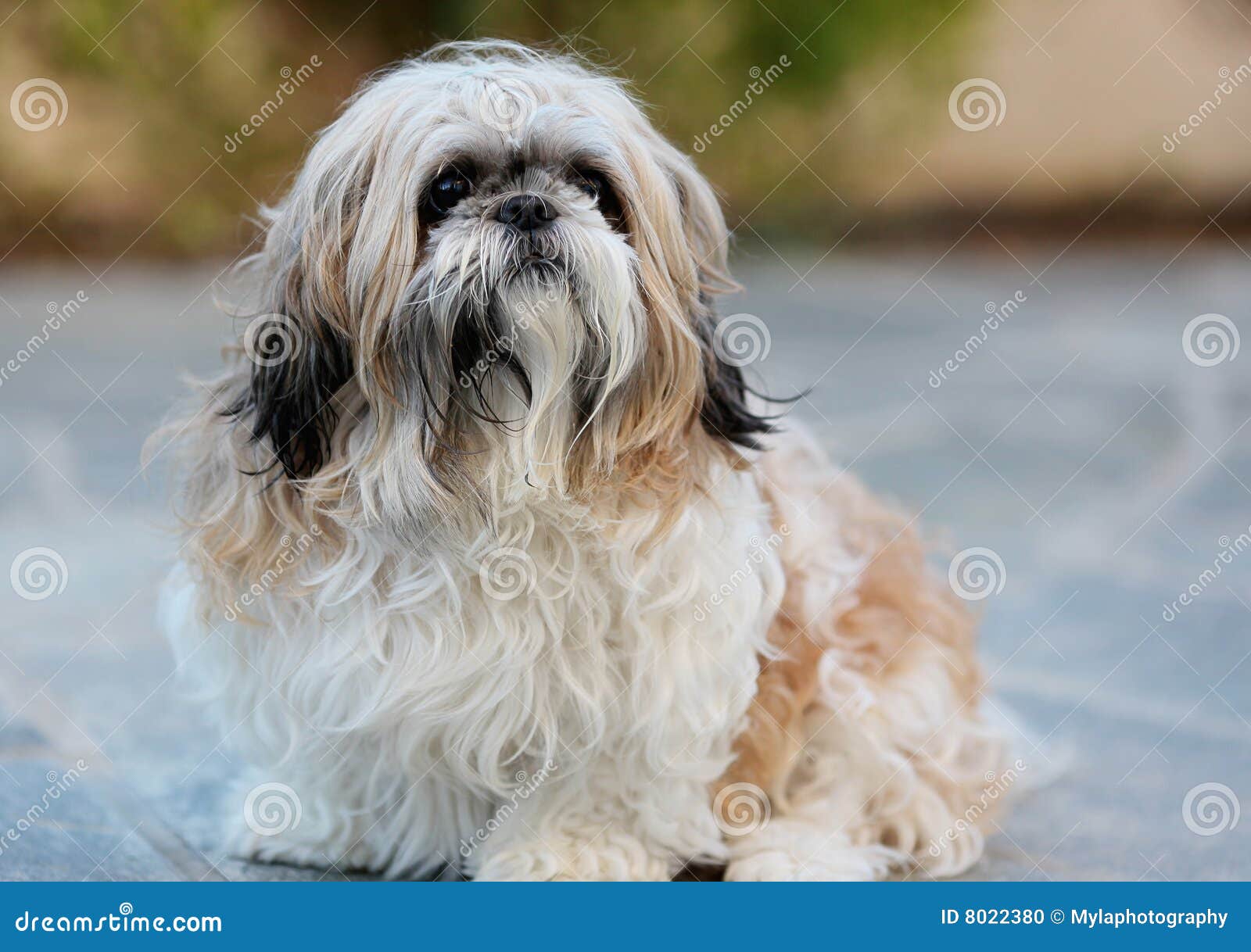 Shihtzu dog stock photo. Image of curly, puppy, shihtzu - 8022380