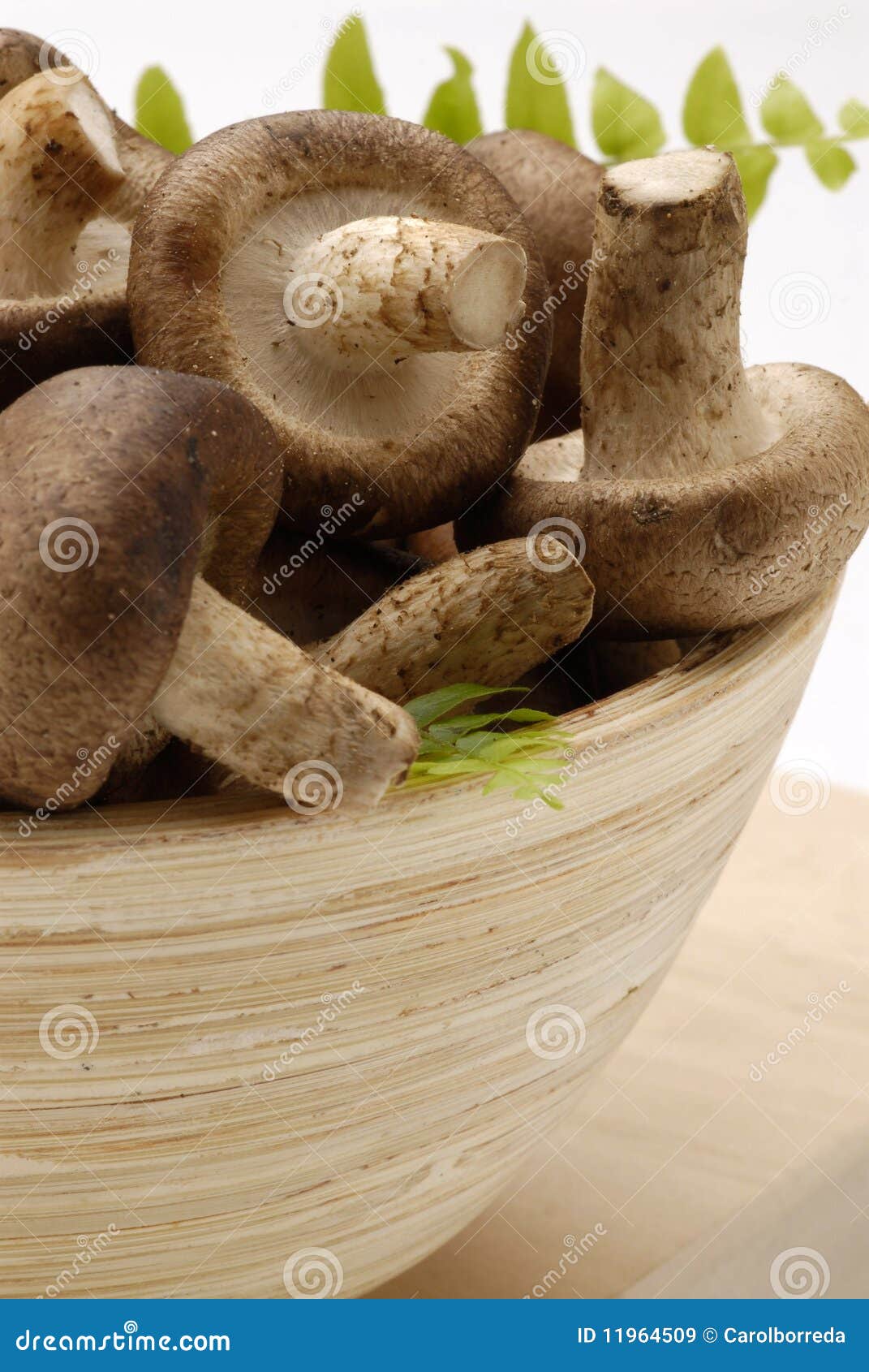 Shiitake. stock image. Image of vegetable, freshness - 11964509