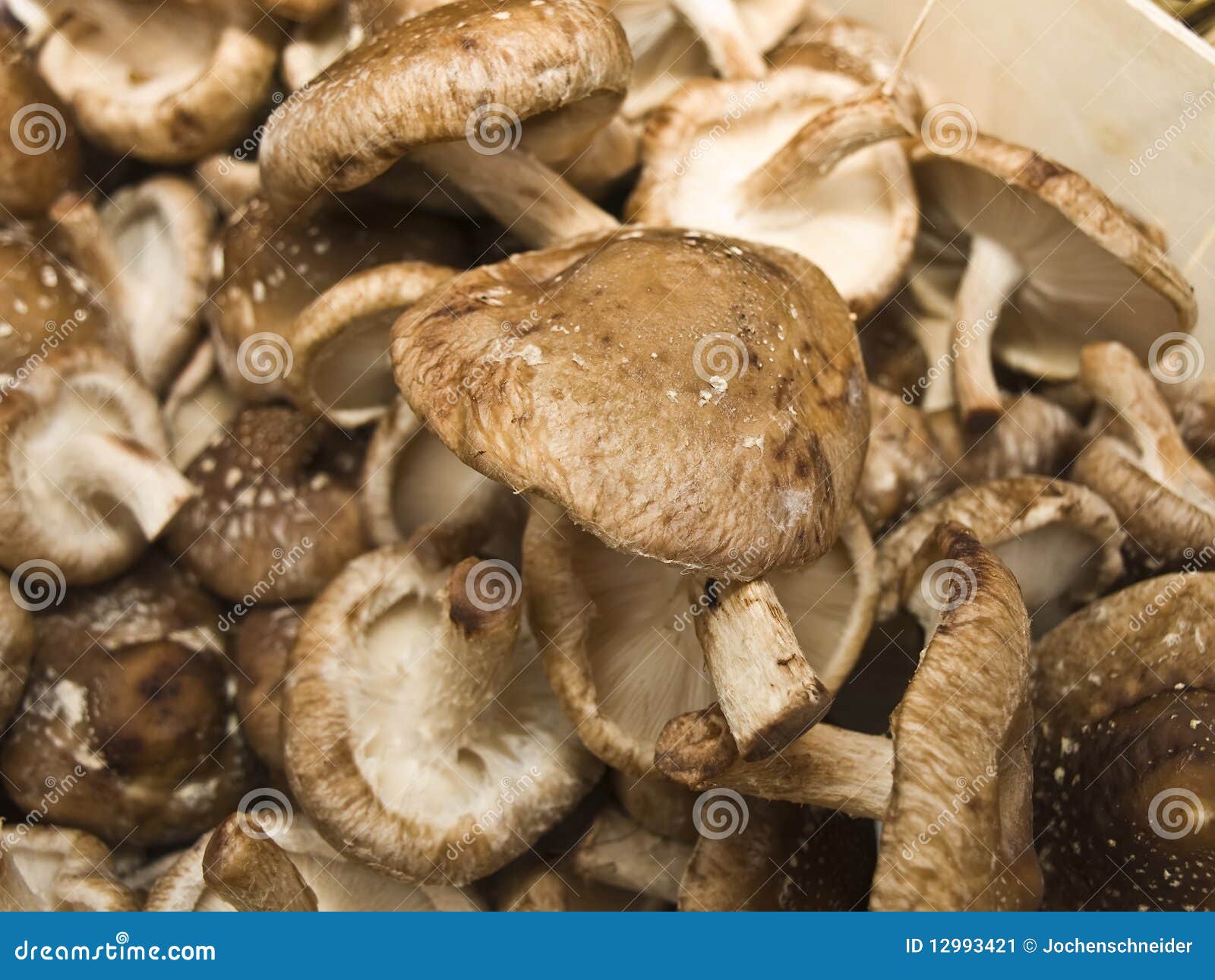 Shiitake stock image. Image of chinese, asian, ingredient - 12993421