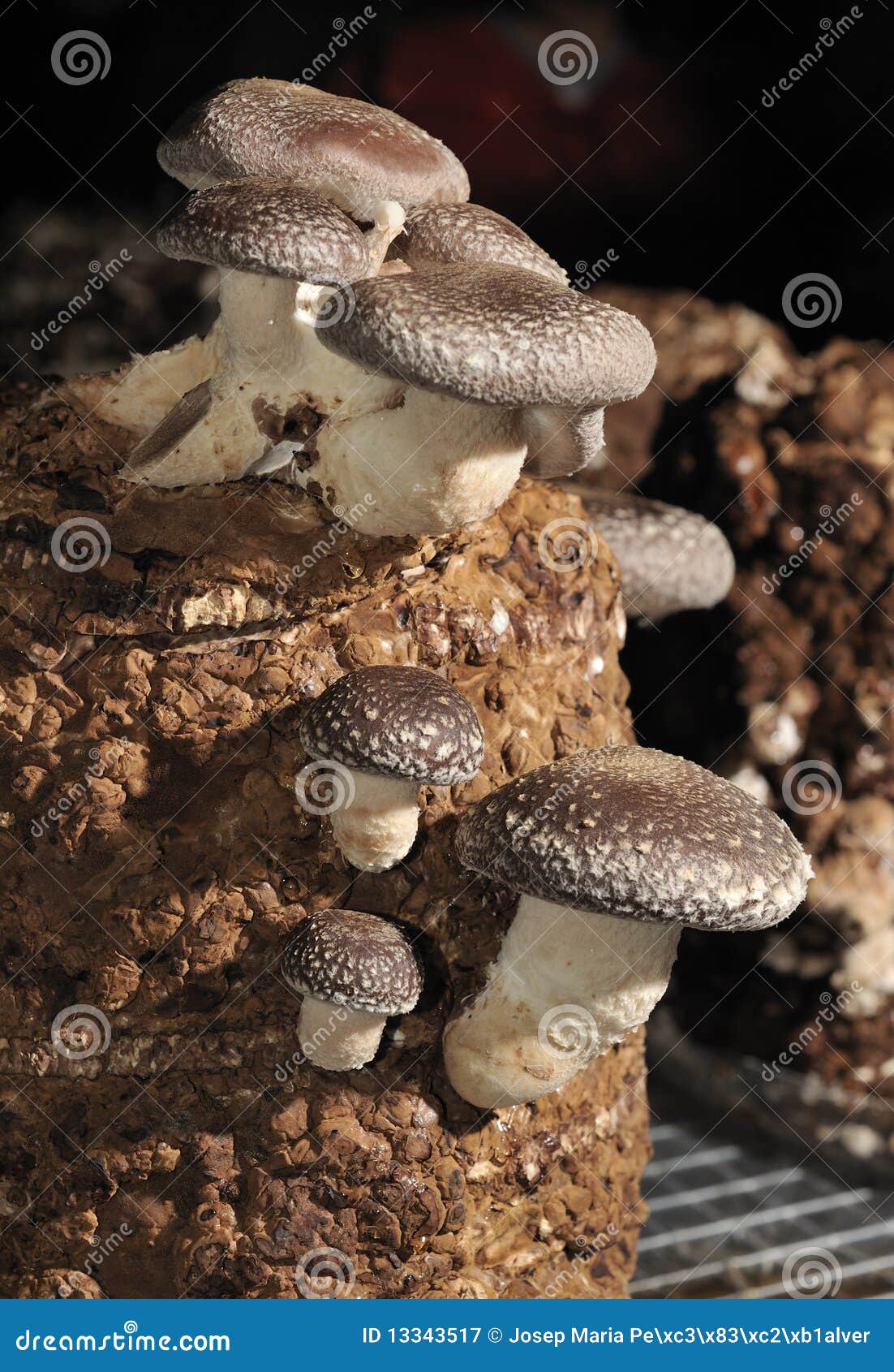 The Shiitake stock image. Image of studio, still, produce - 13343517