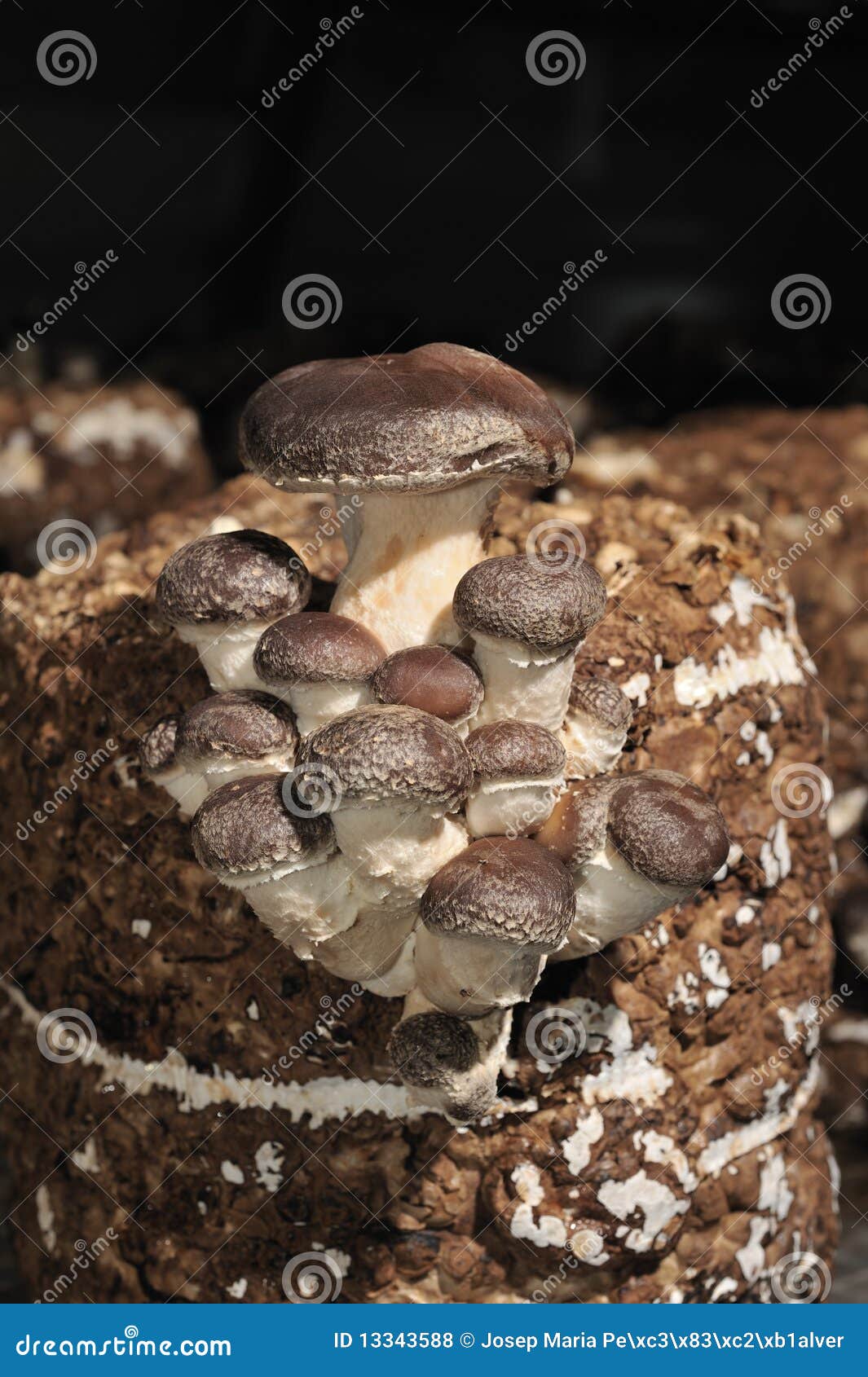 The Shiitake stock photo. Image of produce, ingredient - 13343588