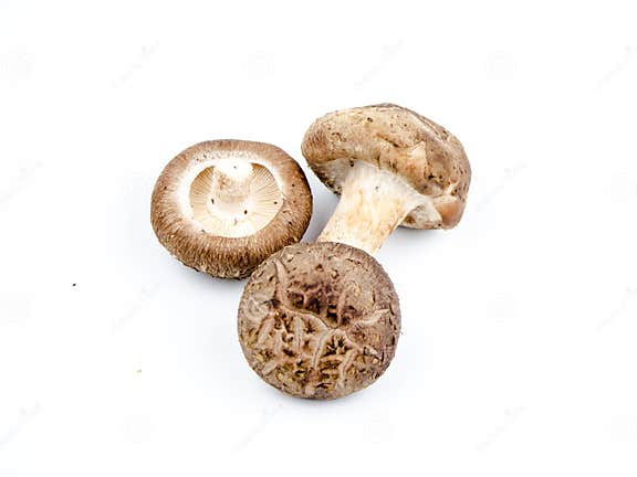 Shiitake stock photo. Image of fungus, protein, shiitake - 37528972