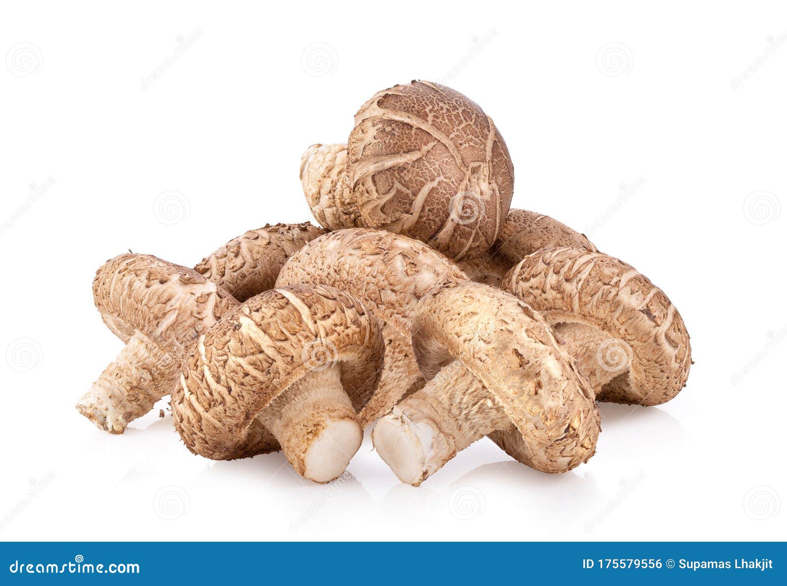 Shiitake Isolated on White Background Stock Photo - Image of organic ...