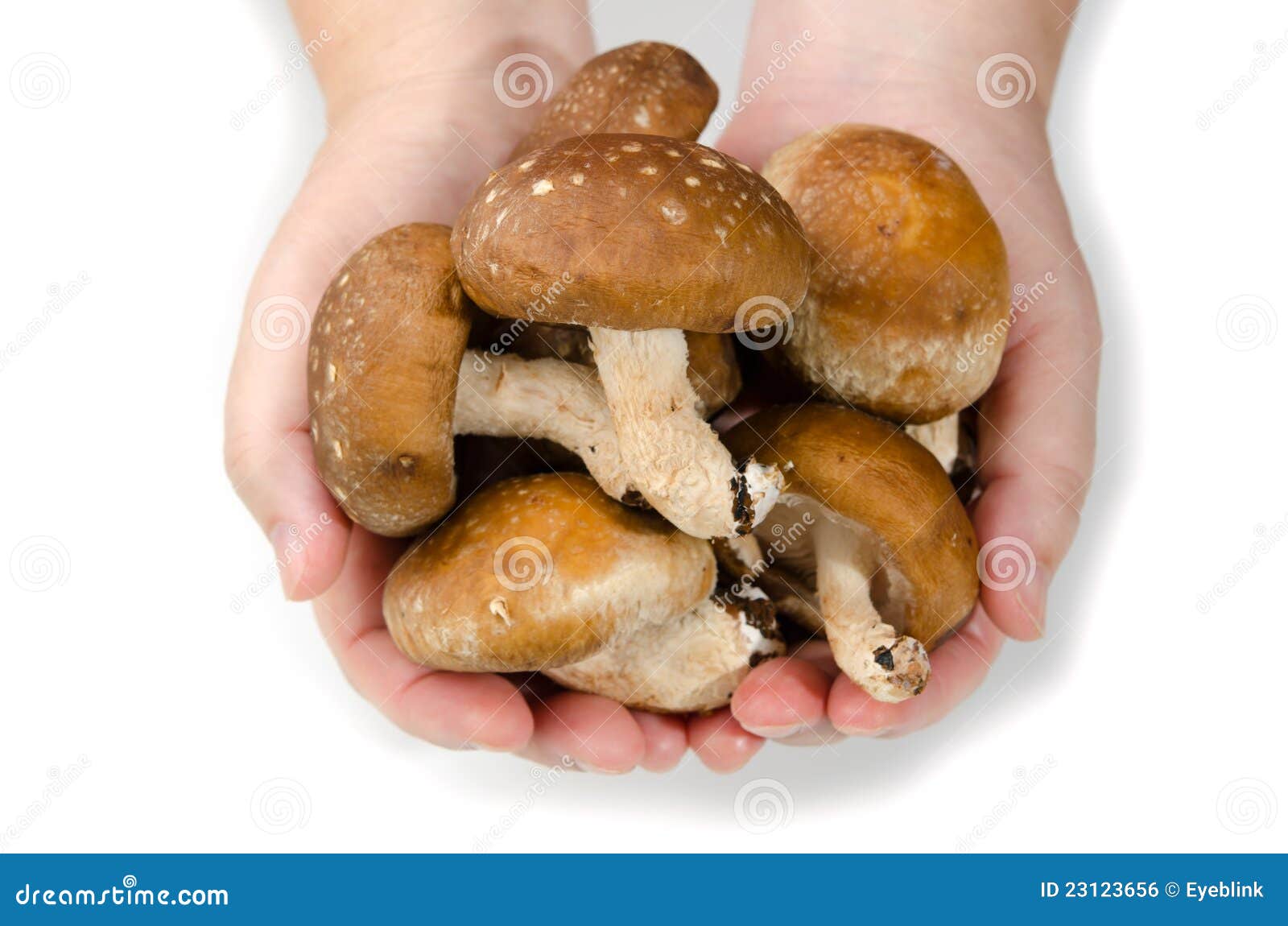 Shiitake mushroom stock photo. Image of isolated, health - 23123656