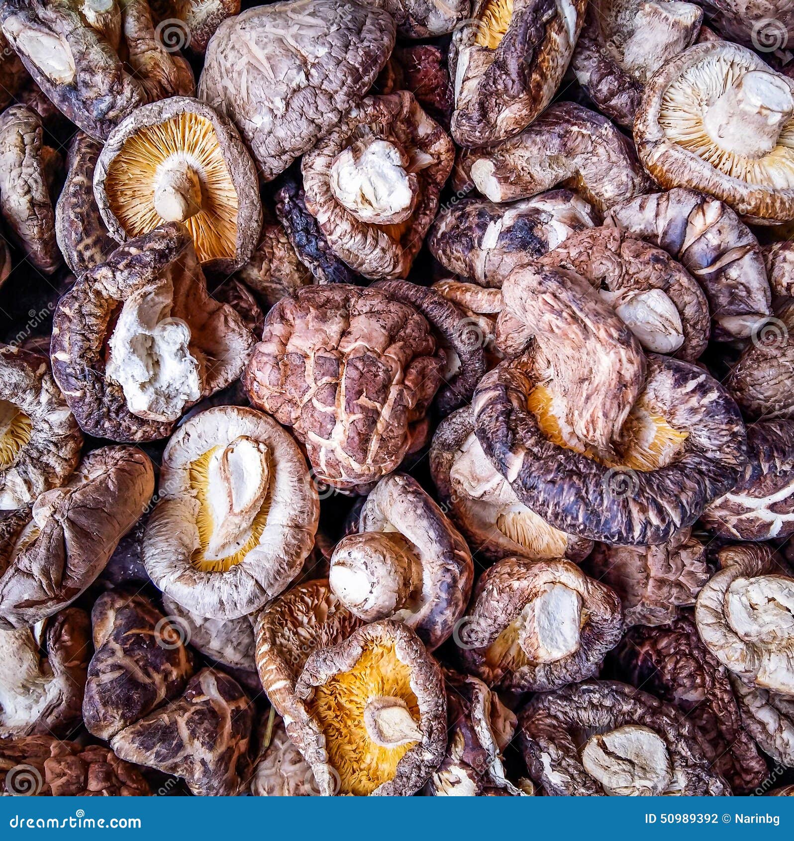 Shiitake Mushroom stock photo. Image of healthy, life - 50989392