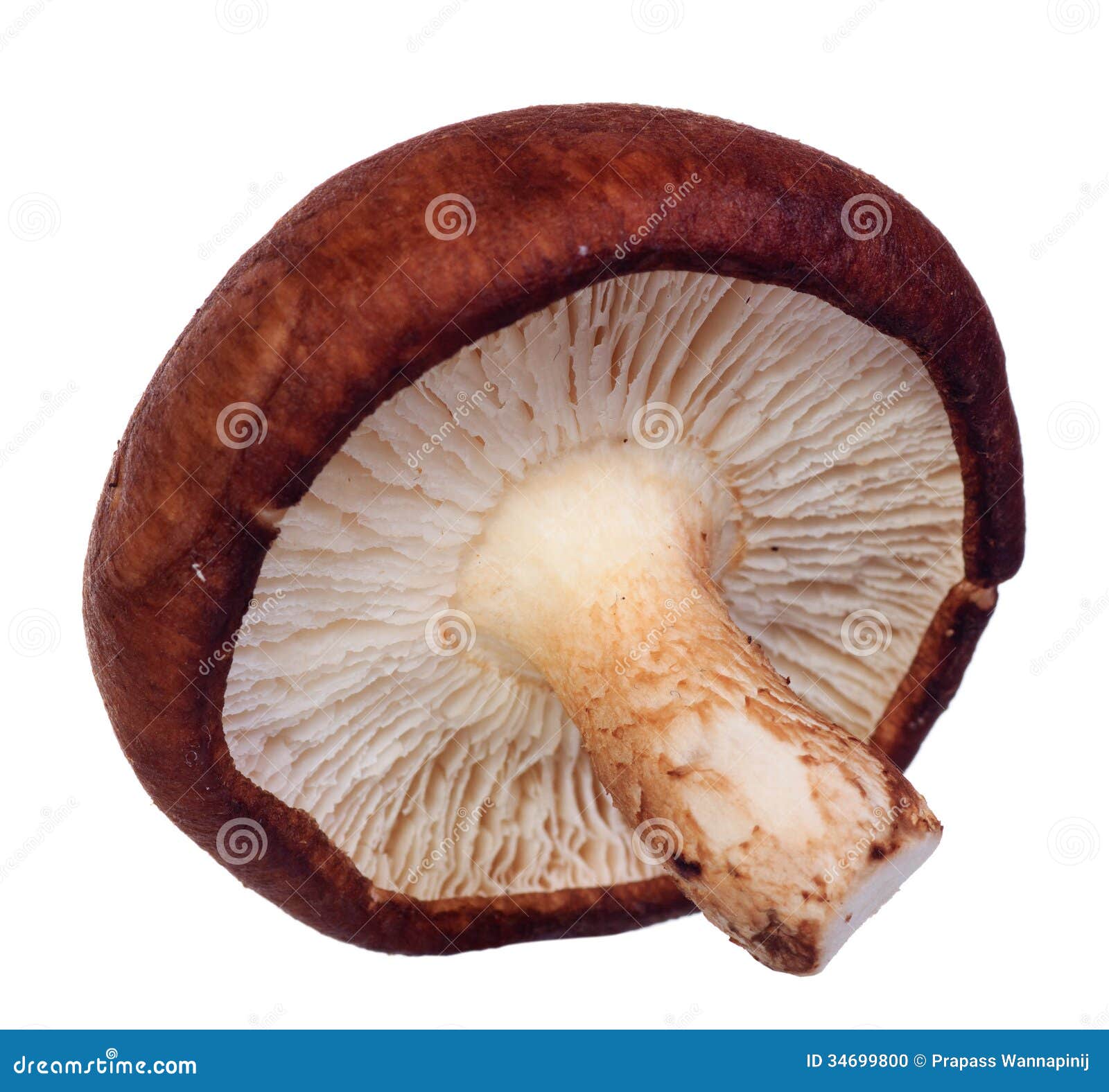 Shiitake mushroom isolated stock photo. Image of eating - 34699800