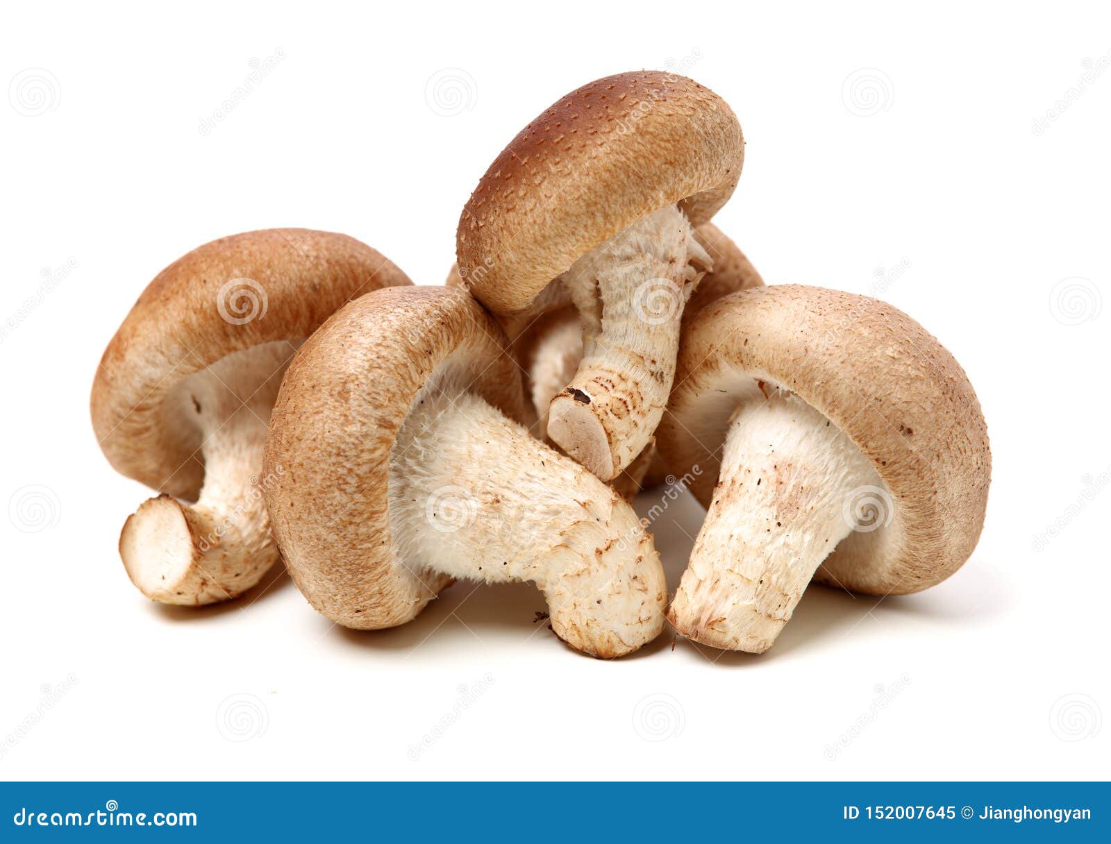 Shiitake mushroom stock image. Image of healthy, nature - 152007645