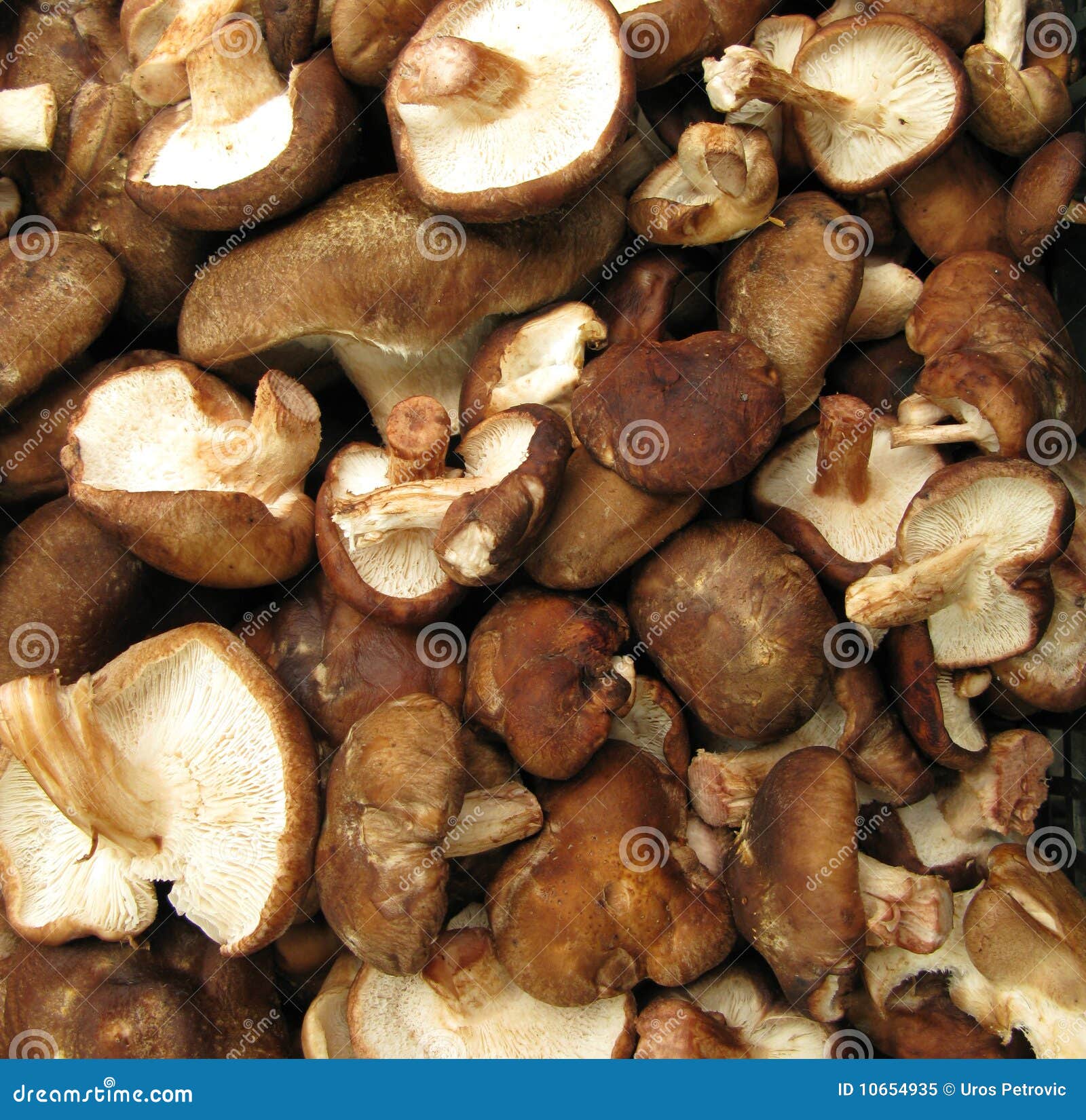 Shiitake mushrooms stock image. Image of healthy, edodes - 10654935