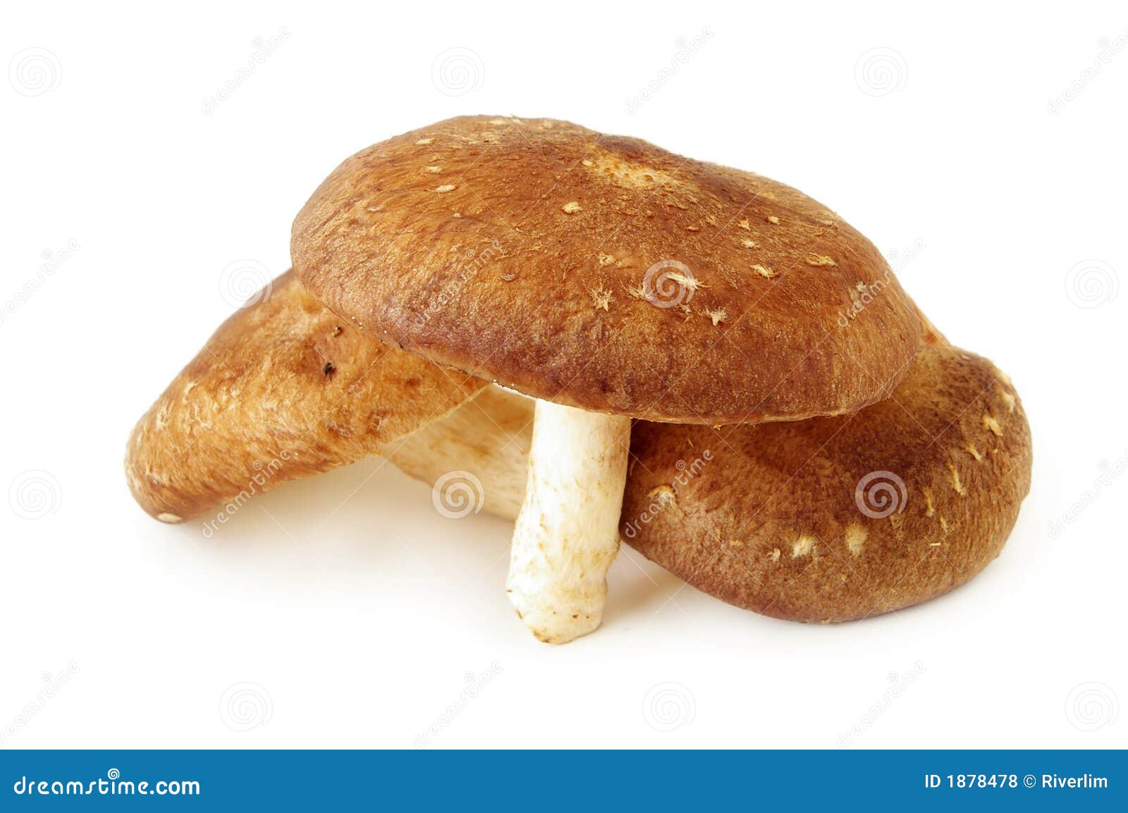 Shiitake Mushrooms stock photo. Image of spice, cooking - 1878478