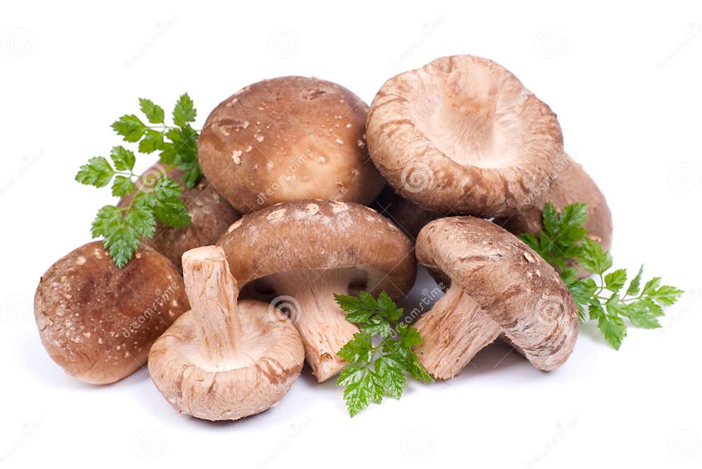 Shiitake mushrooms stock photo. Image of brown, edible - 31013646