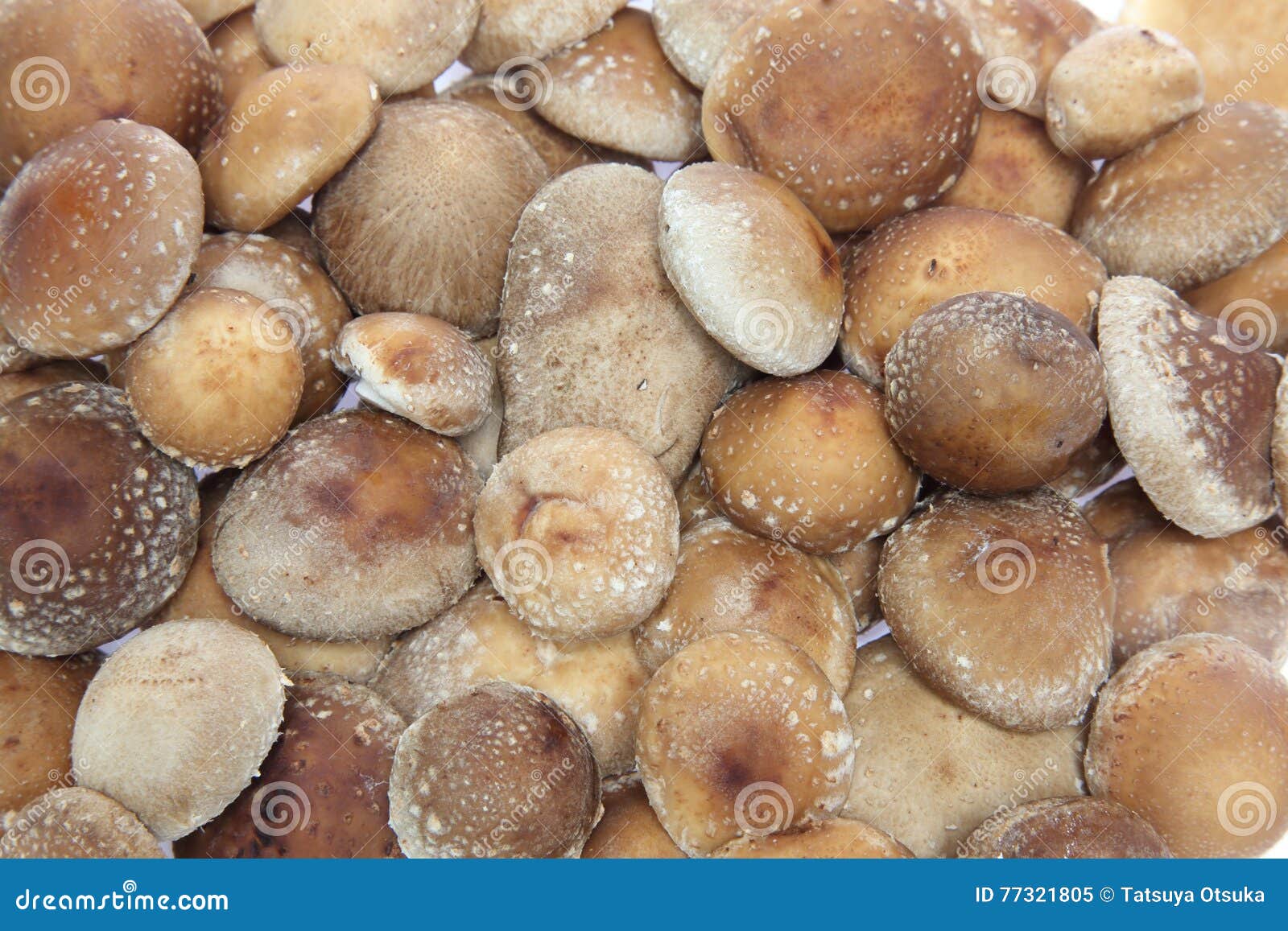 Pictured Shiitake Stock Photos - Free & Royalty-Free Stock Photos from ...