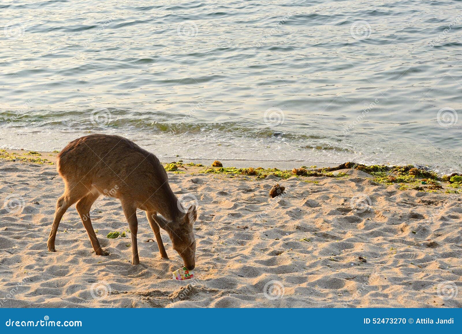 Shika Deer, Miyajima, Japan Stock Photo - Image of conservation ...